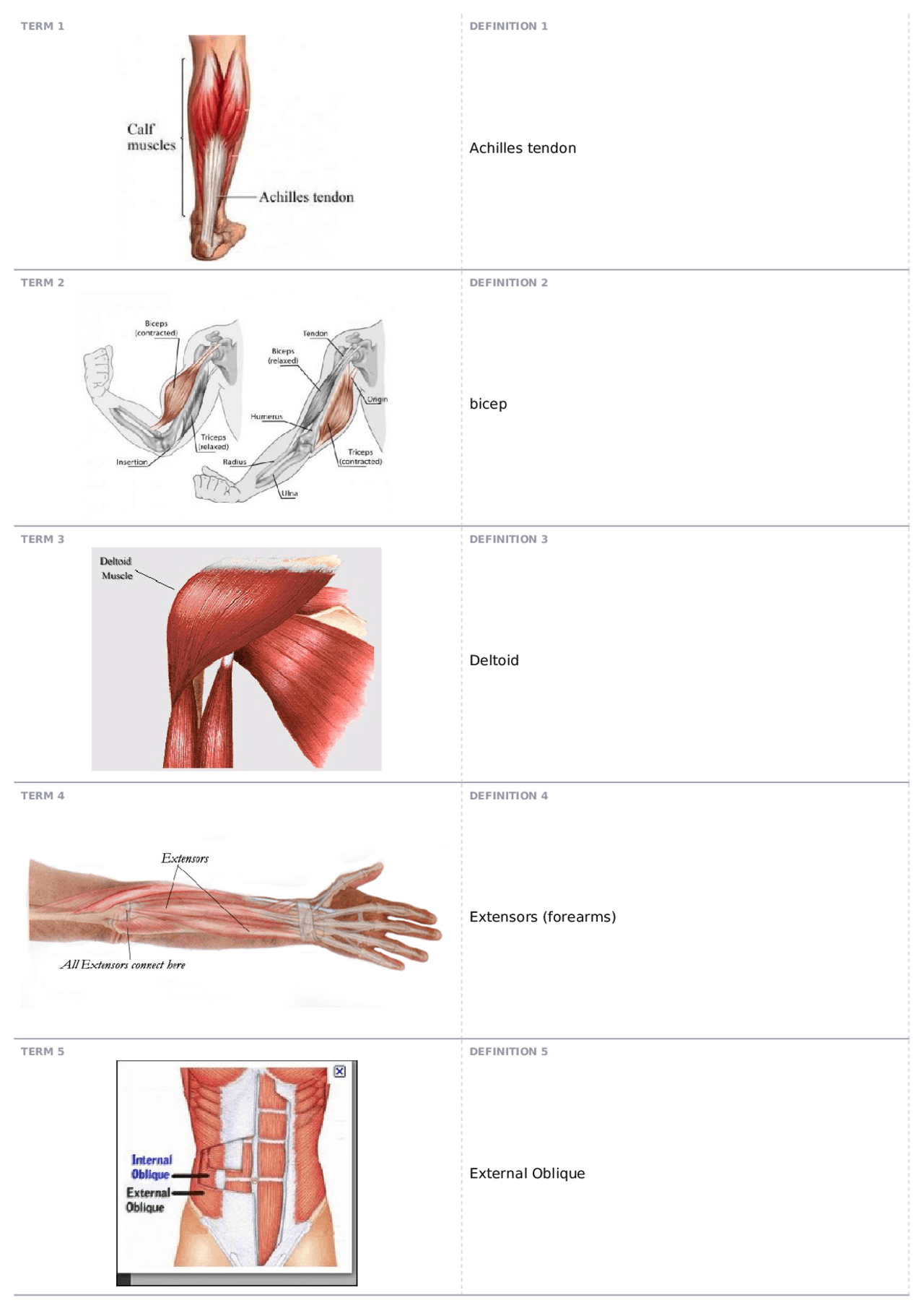 Anatomy final exam cards | ART 3132 - Figure Drawing - Docsity