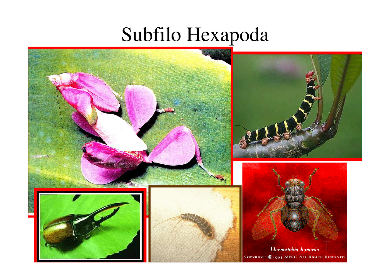 Hexapoda - AUTORIA: PROFESSOR JULIANO DE ZOOLOGIA DOS VERTEBRADOS DA ...