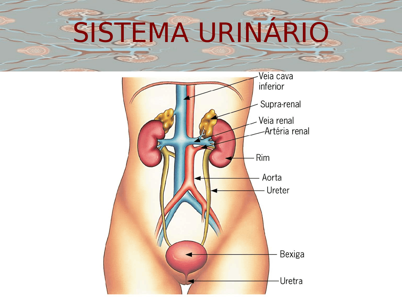 Sistema Urinário Histologia De Sistemas Docsity