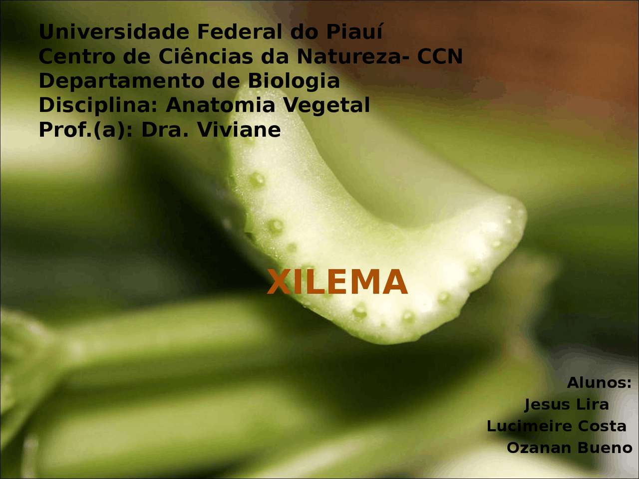 Anatomia Vegetal- Xilema - Caracterização do xilema bem como dos seus ...