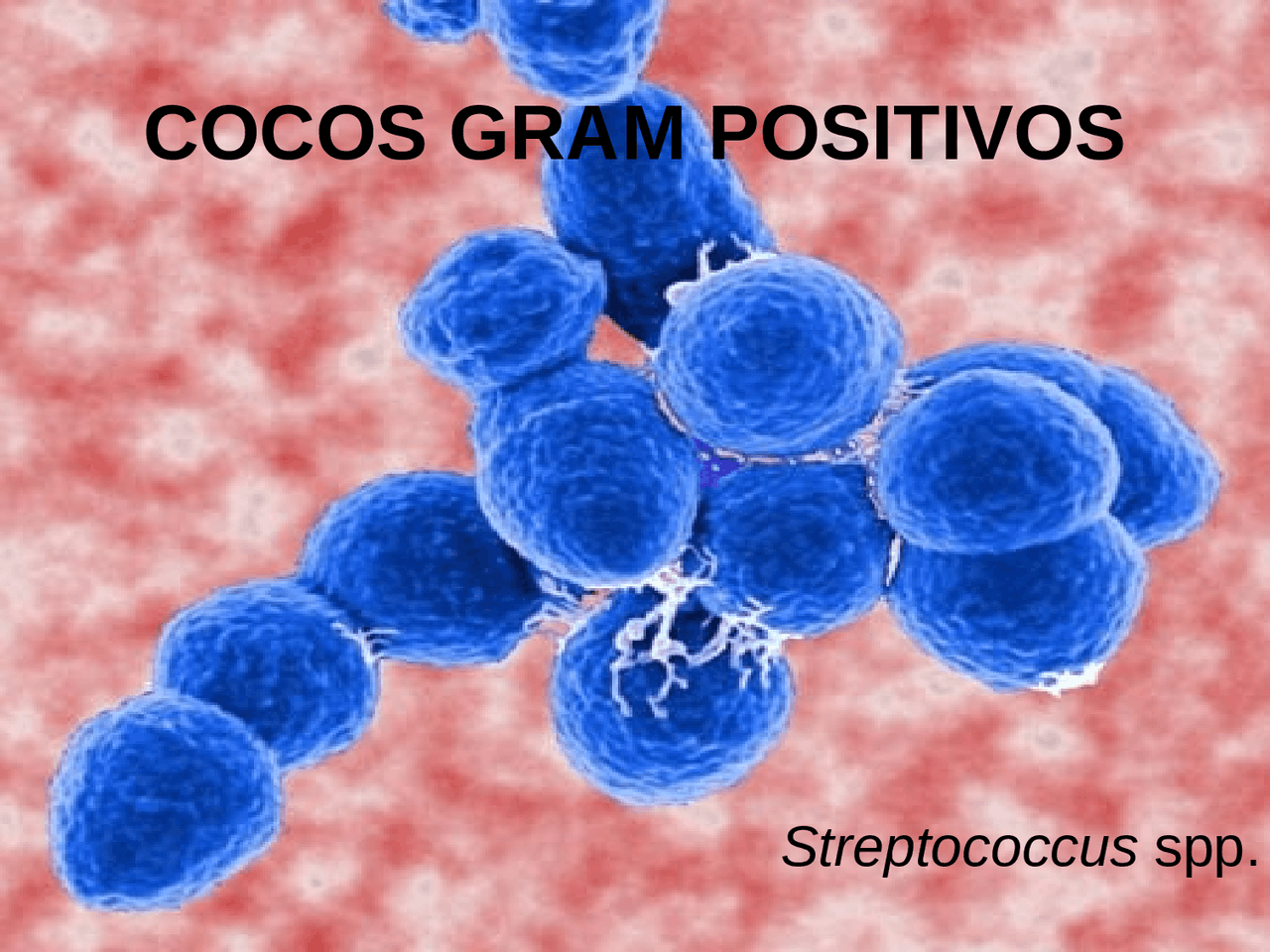 Streptococcus e Neisseria - Aula sobre os principais cocos gram ...