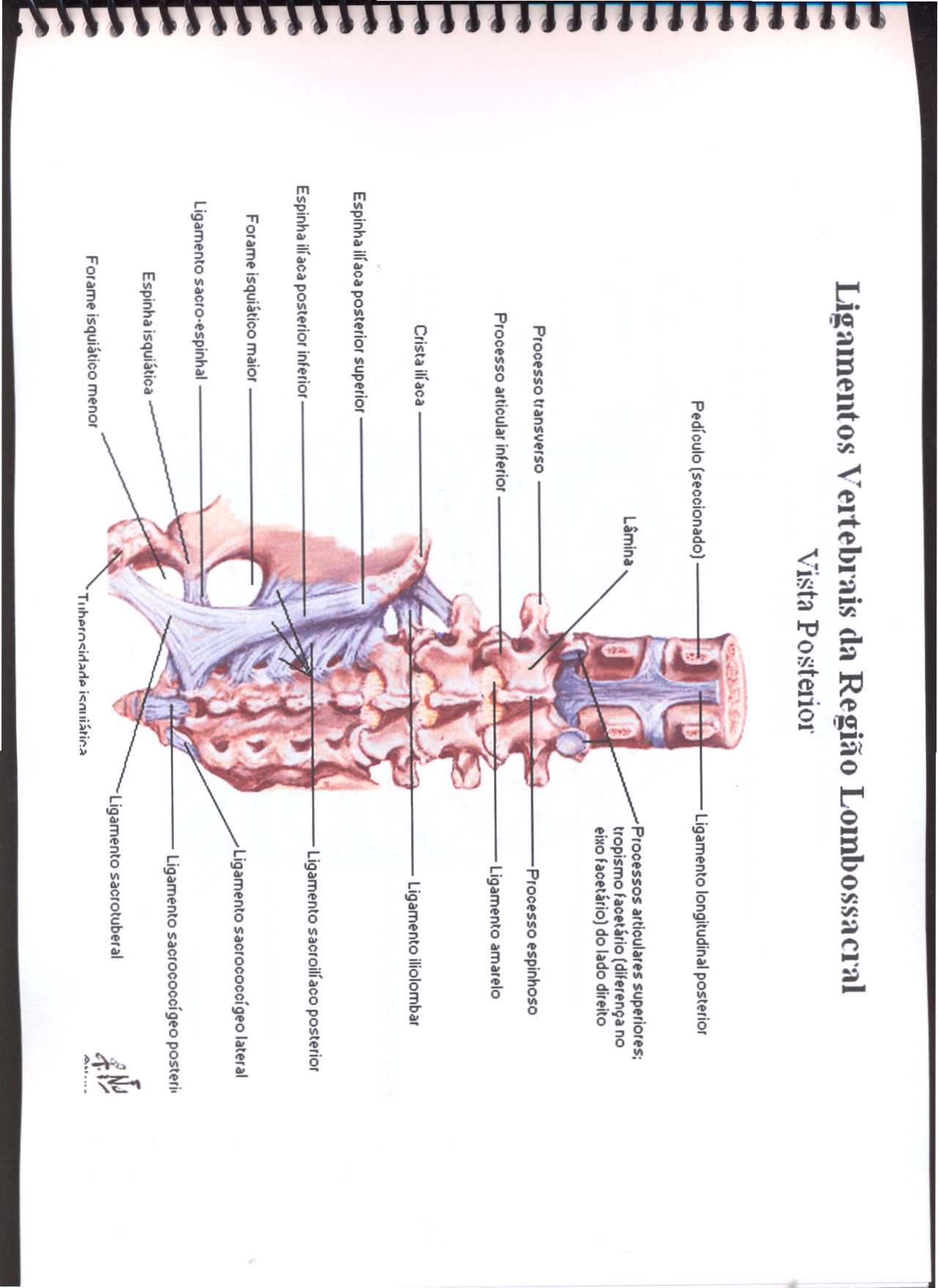 Apostila de anatomia - face - Anatomia da face - Docsity