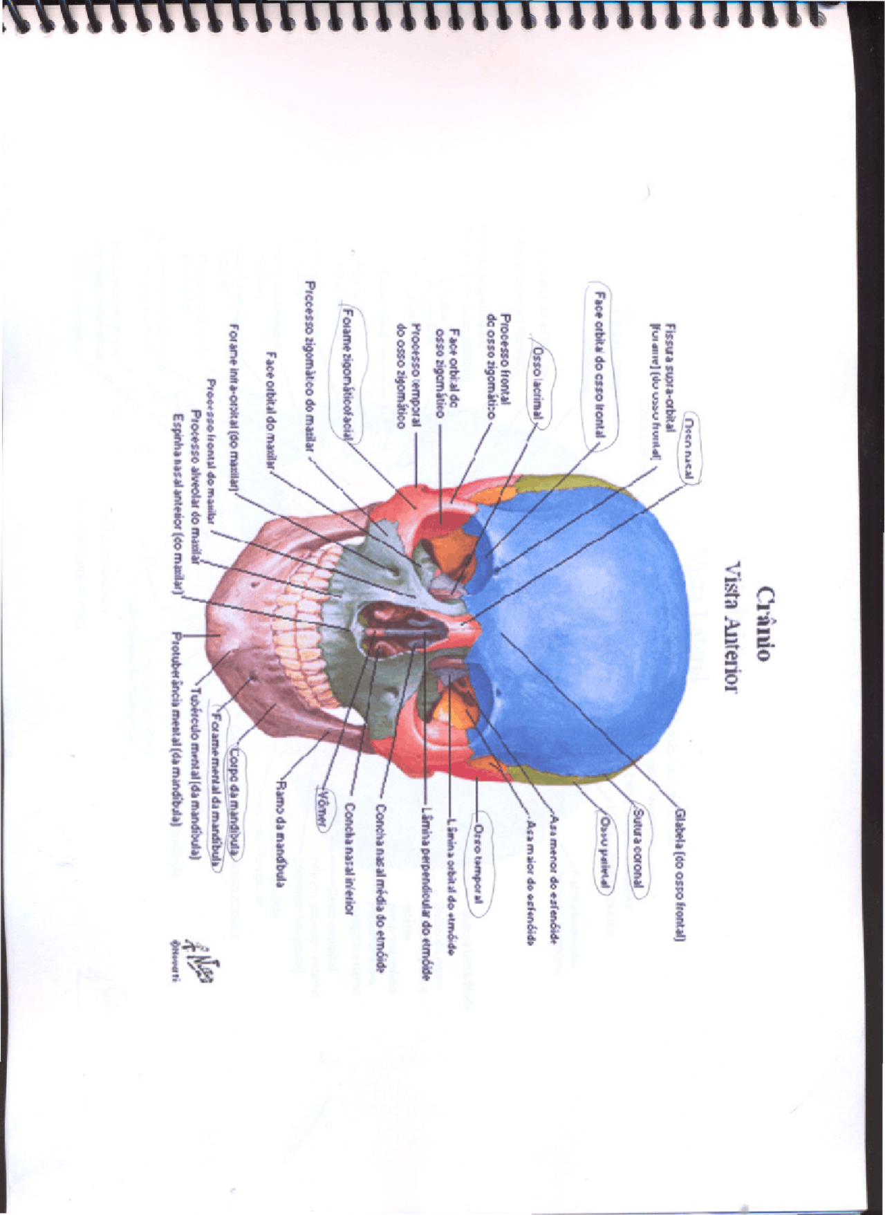 Apostila Anatomia Humana Anatomia Humana Docsity