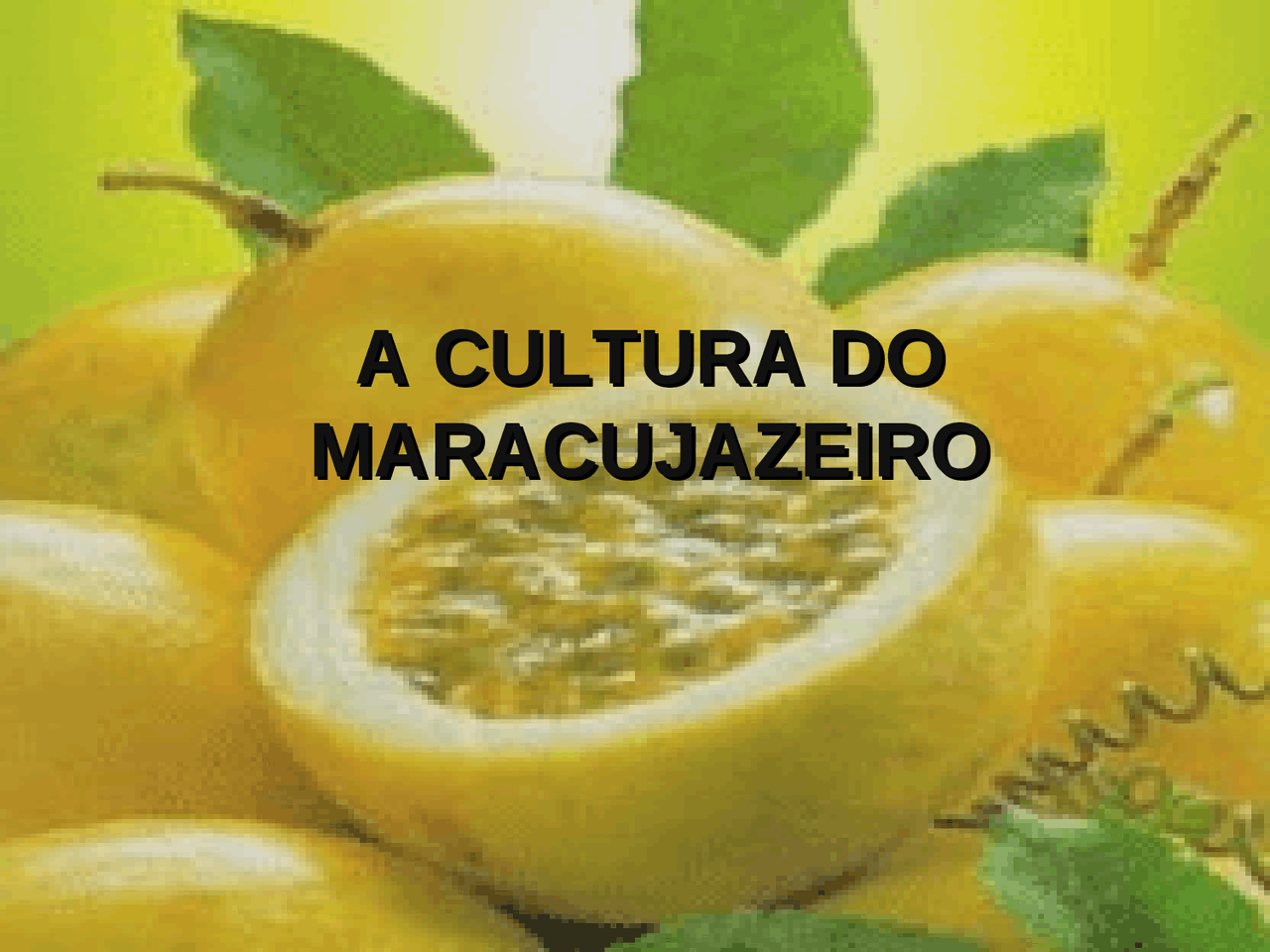 Cultura Do Maracujazeiro Fruticultura Docsity