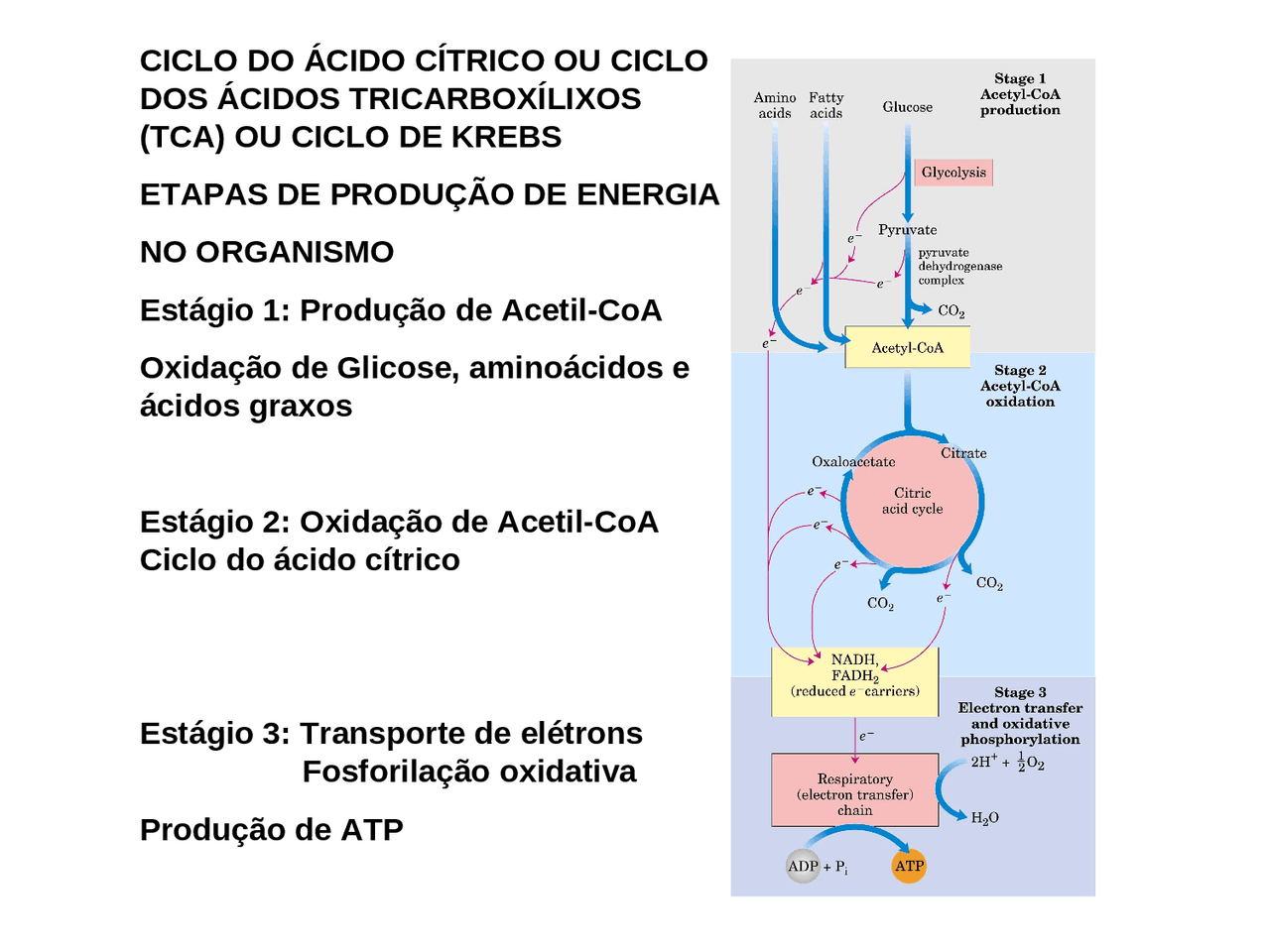 Ciclo De Krebs Bioquímica Ciclo De Krebs Docsity