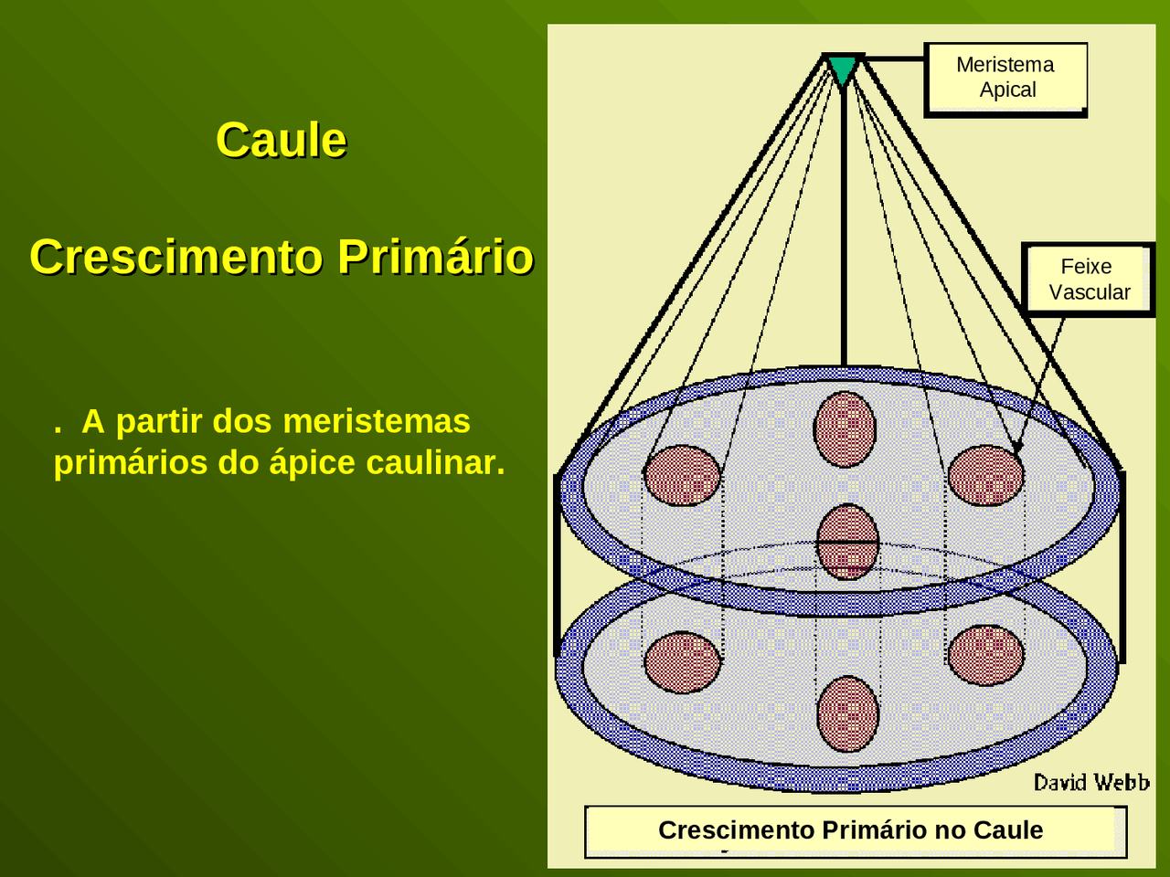 Estrutura Secundária Caule I - Slides Estrutura Secundária Caule - Docsity
