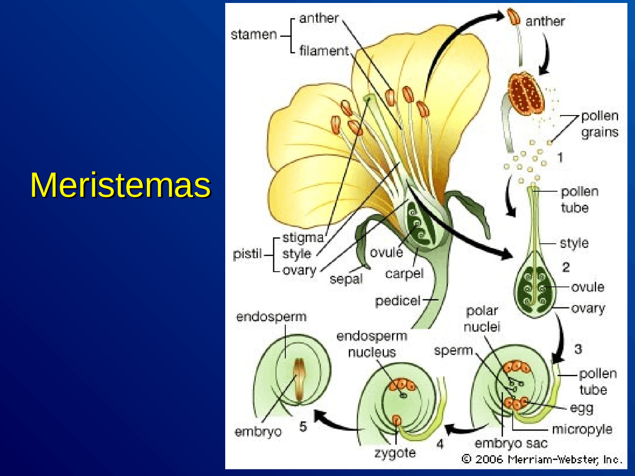 Texto Meristemas - Meristemas Vegetais - Docsity