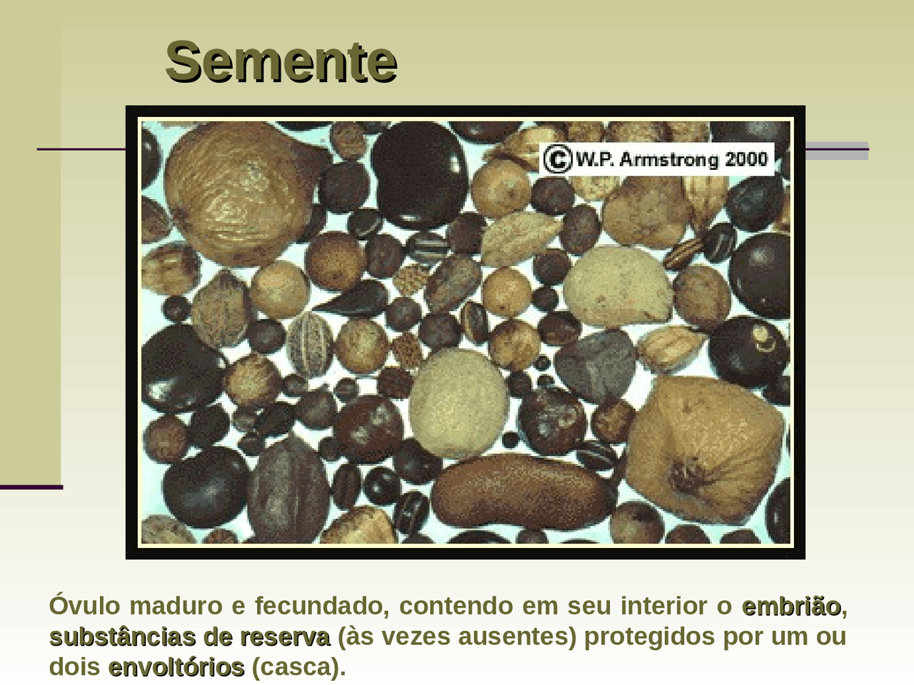 SementeSemente Óvulo maduro e fecundado, contendo em seu interior o ...