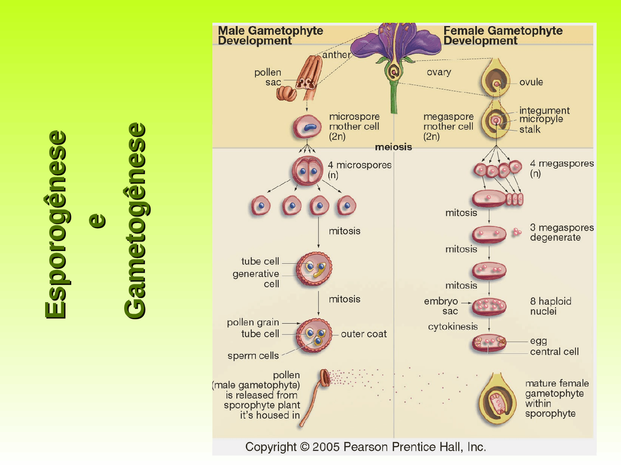 Crescimento do TP - Singamia - Crescimento do Tubo Polínico - Singamia ...