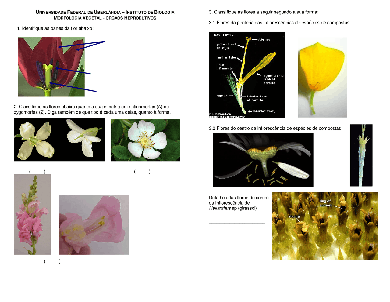 Exercícios Flor e Fruto - Exercícios Flor e Fruto | Docsity