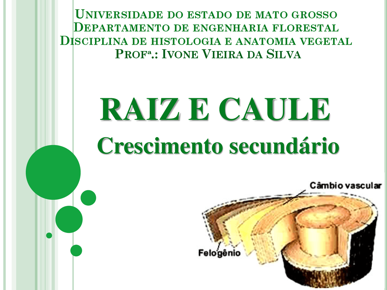 Histologia vegetal - Crescimento secundário em caule e raiz - Docsity