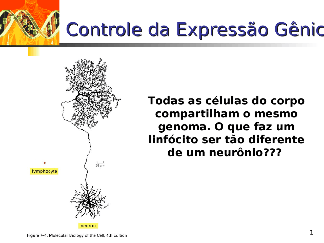 Controle da Expressão GênicaControle da Expressão Gênica Todas as c ...
