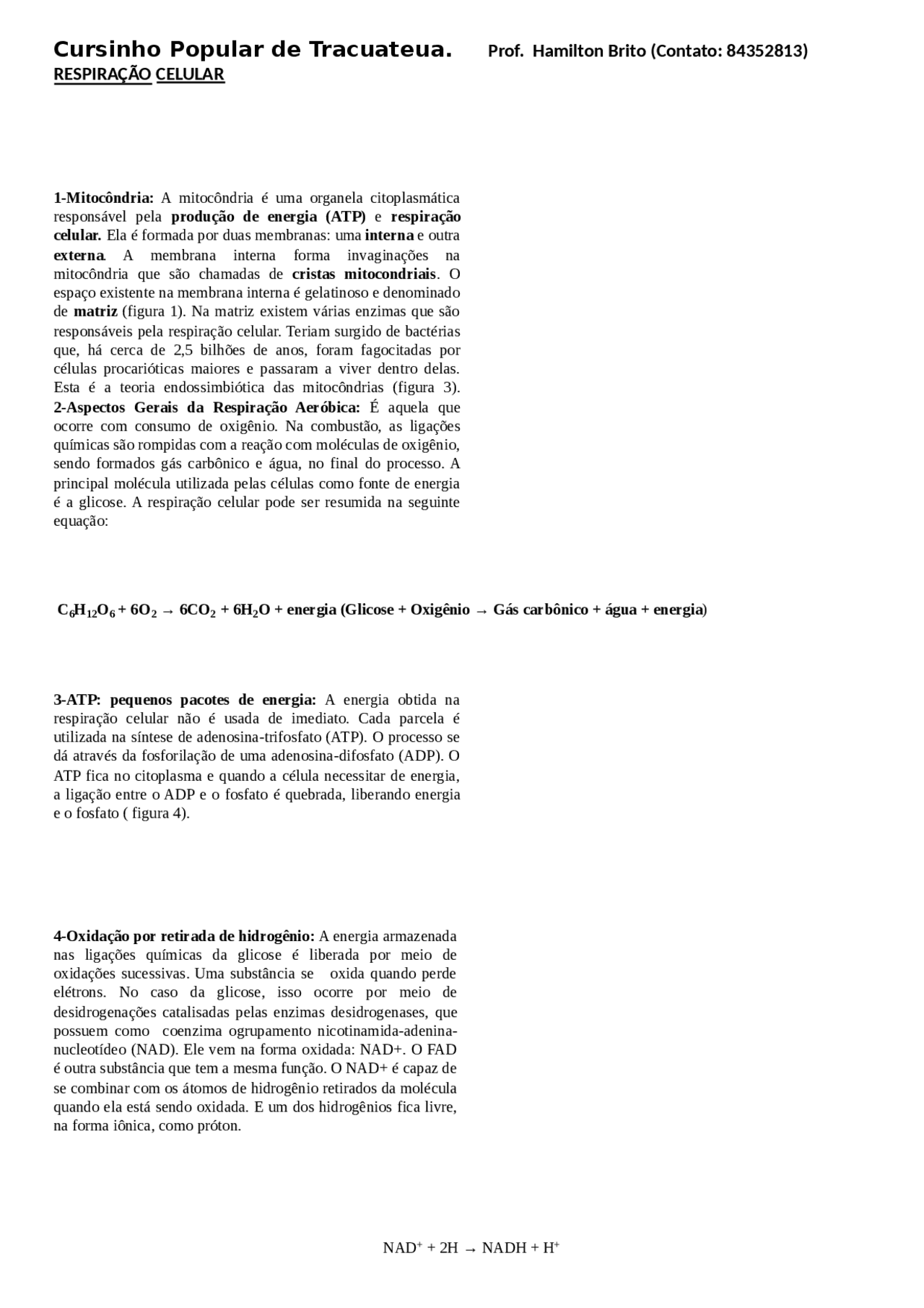 Respiração Celular Respiração Celular Docsity