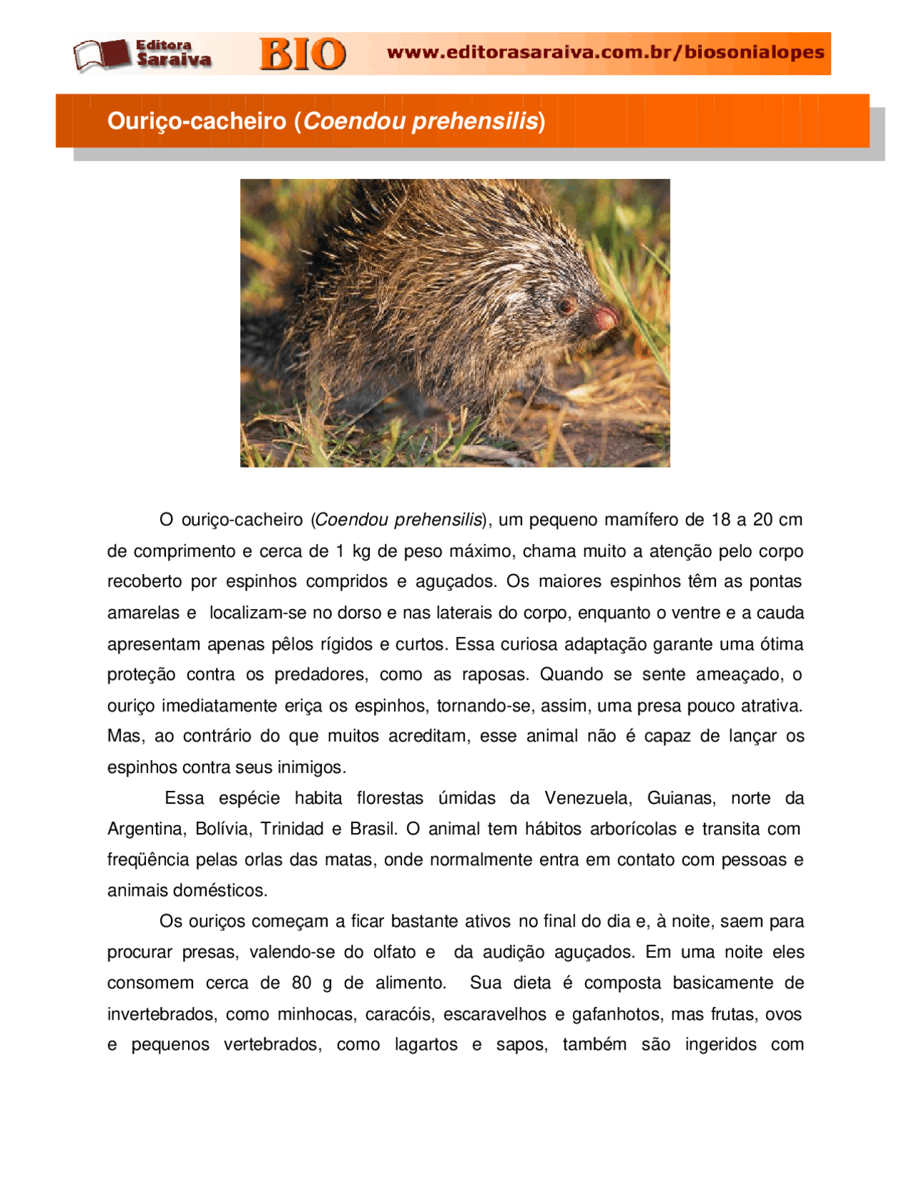 Ouriço cacheiro - ouriço cacheiro - Docsity