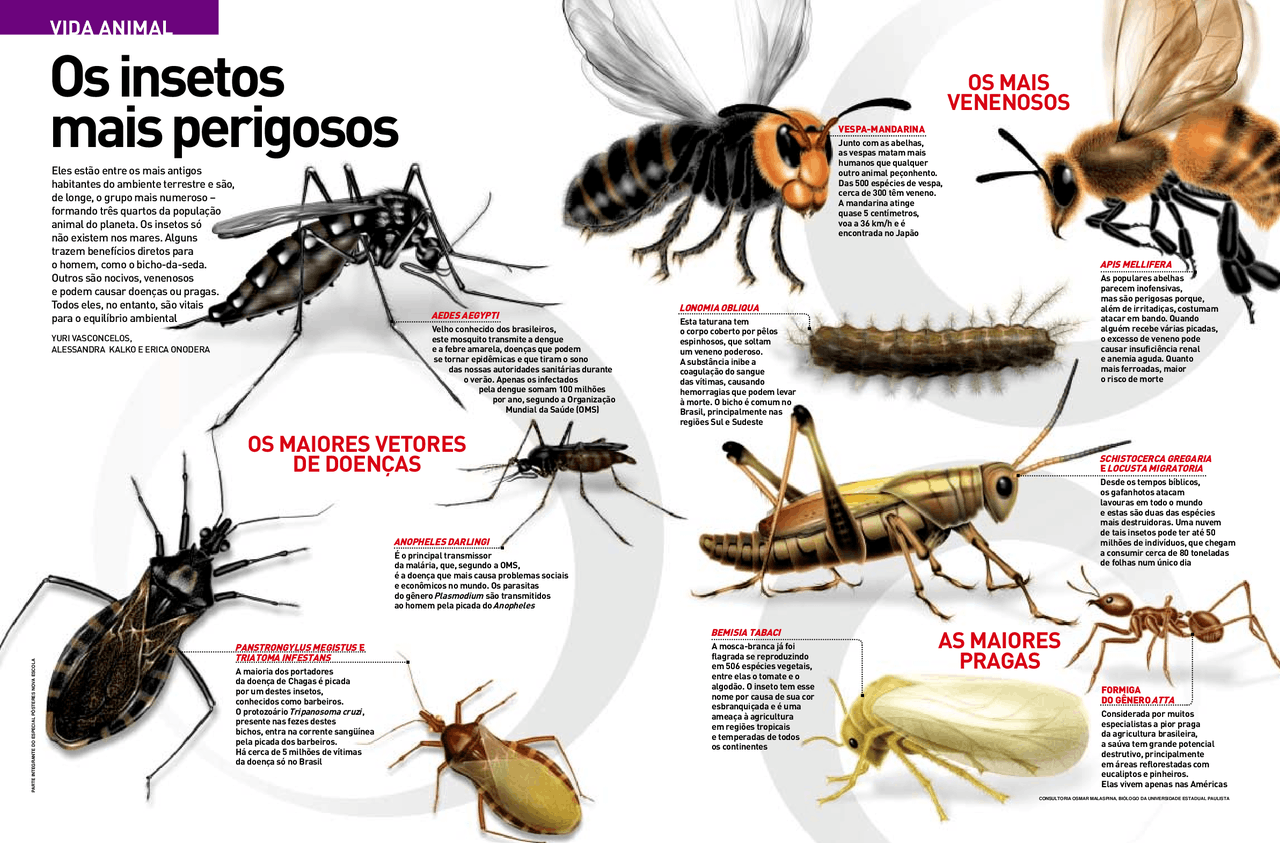 Poster insetos - Insetos perigosos | Docsity