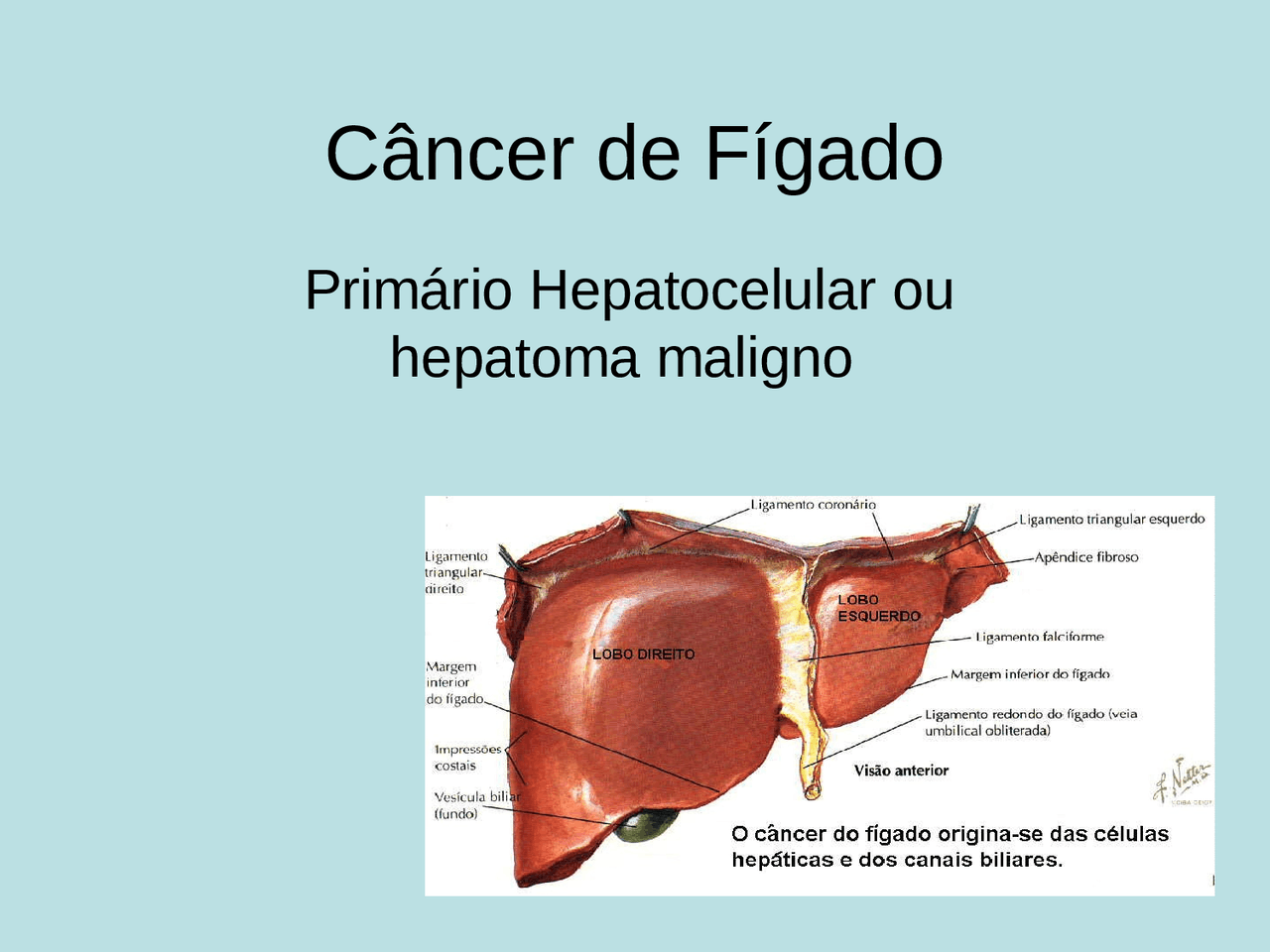 Câncer de fígado - ARQUIVO SOBRE CÂNCER DE FÍGADO - Docsity