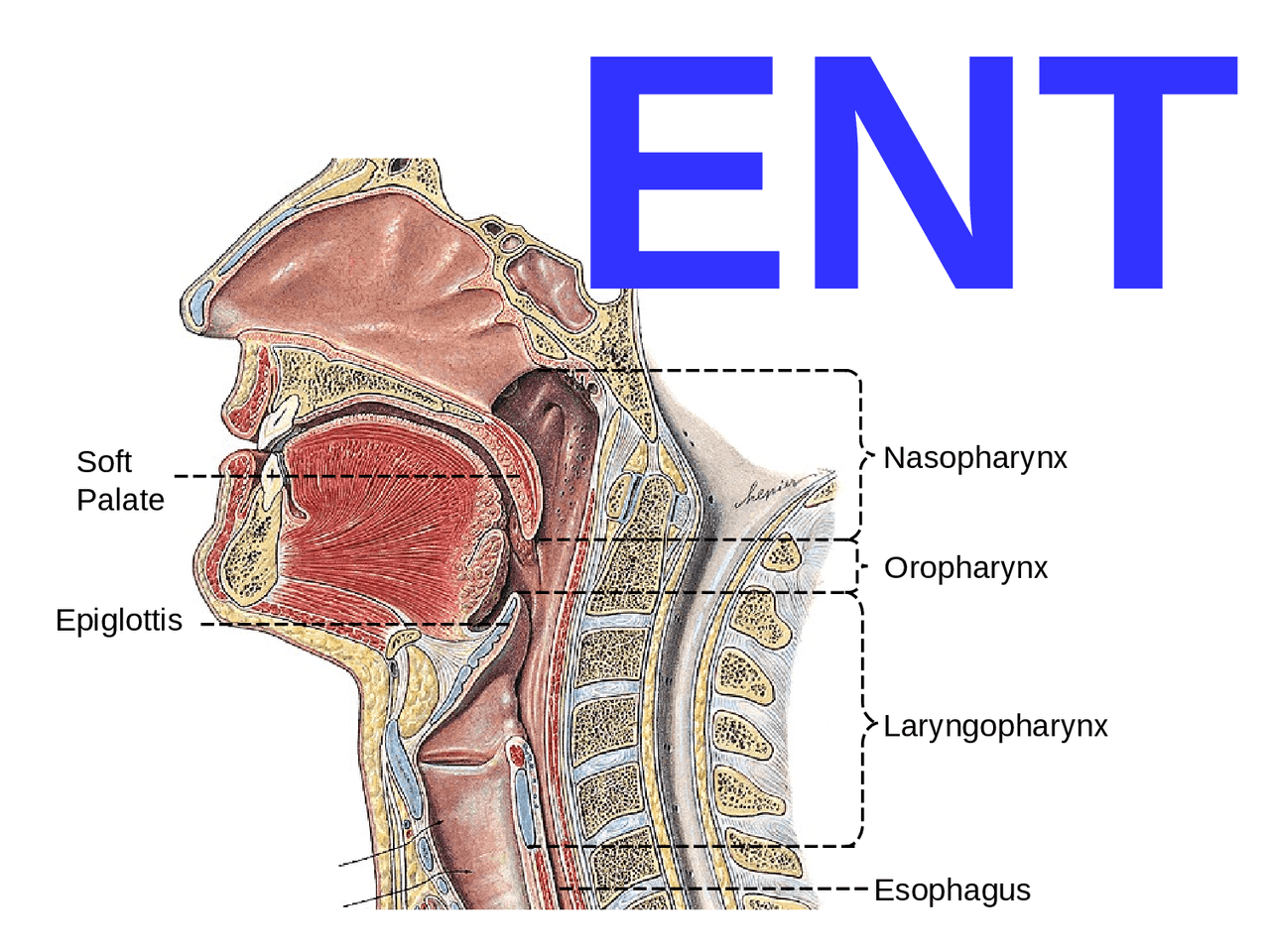 Pathology Otolaryngology Objective PATHOLOGY OTOLARYNGOLOGY OBJECTIVE pathology-otolaryngology-objective-pathology-otolaryngology-objective