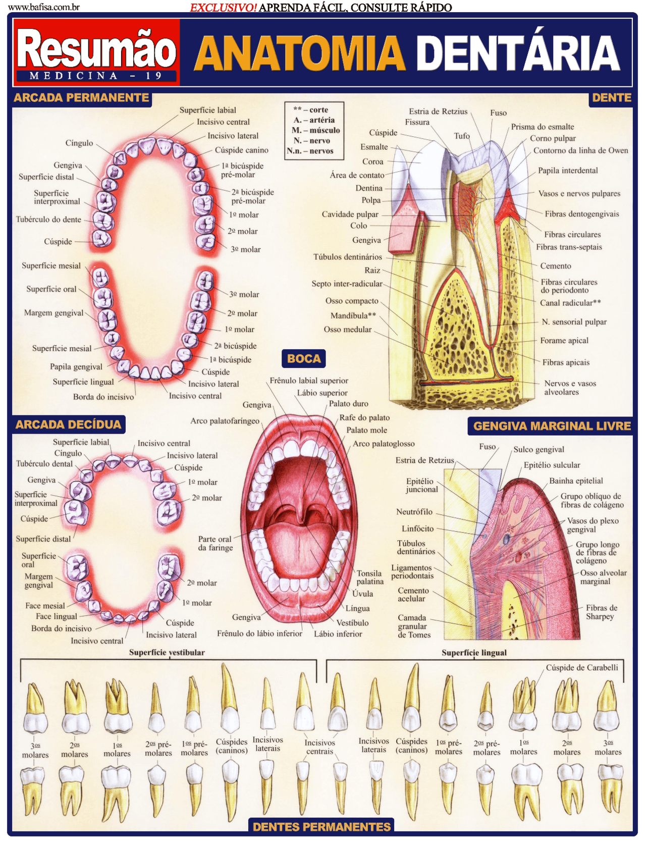 Resumo de Anatomia para Odontologia - Resumo de anatomia dental ...
