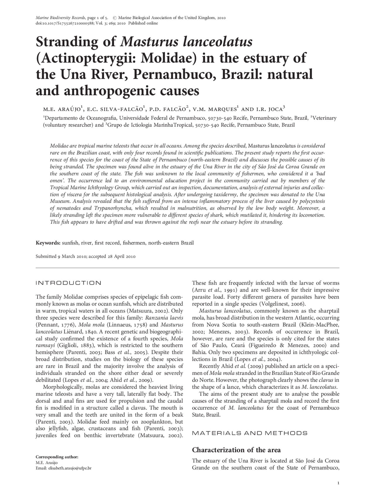 Stranding of Masturus lanceolatus (Actinopterygii: Molidae) in the ...