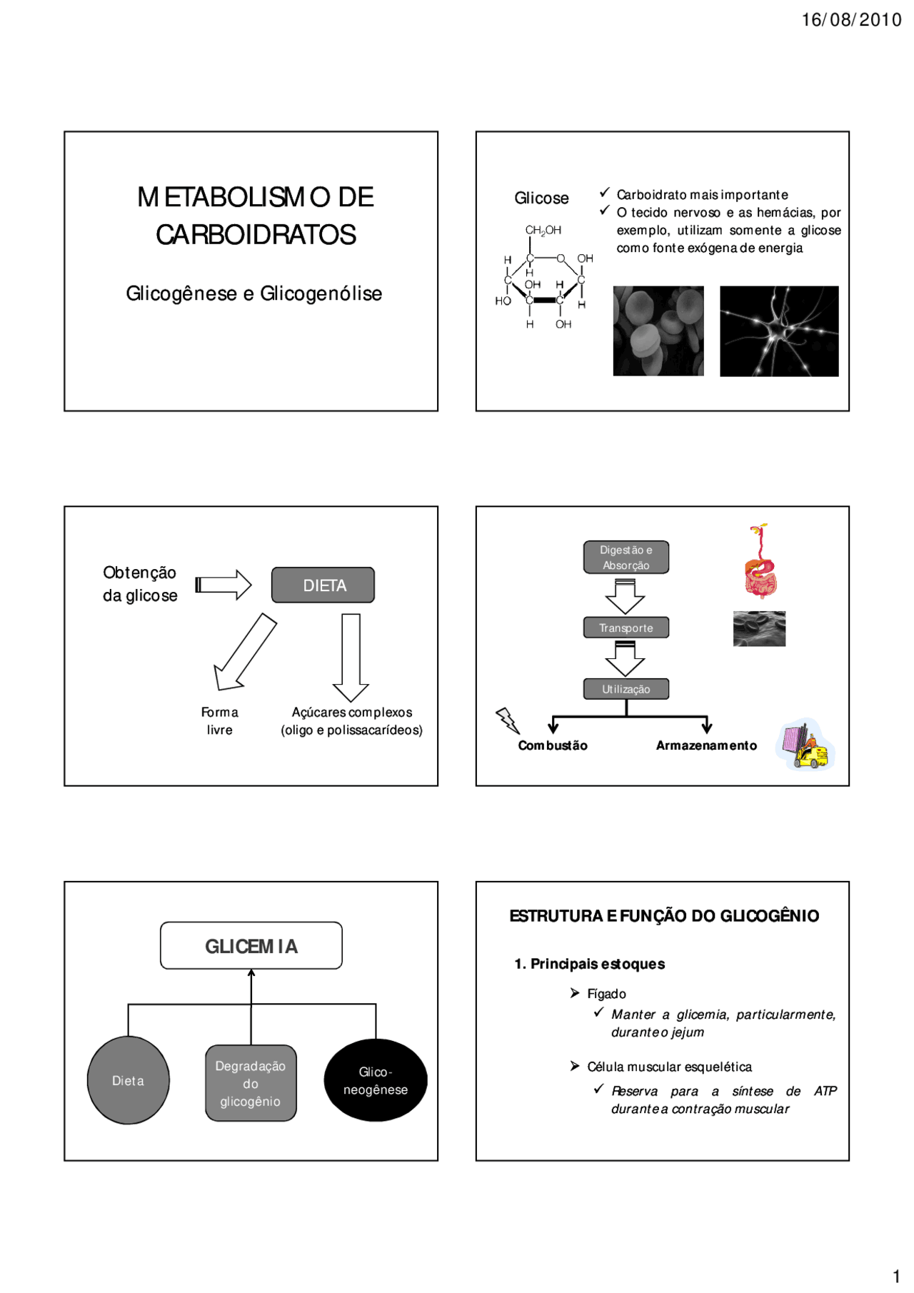 Glicogênese e glicogenólise - Metabolismo dos carboidratos | Docsity
