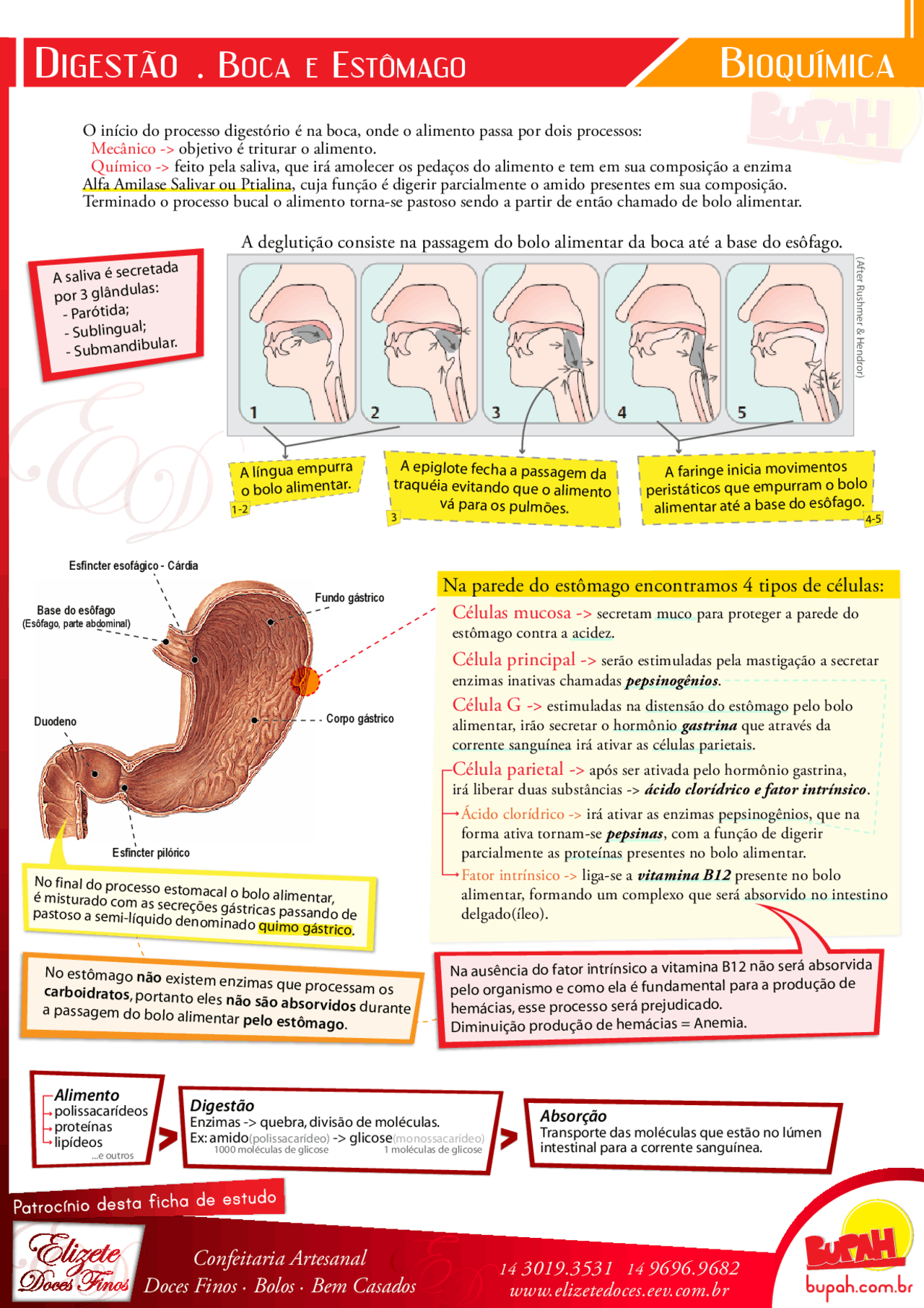Digestao - Processo de Digestão - Boca: mecânico e químico - Deglutição ...
