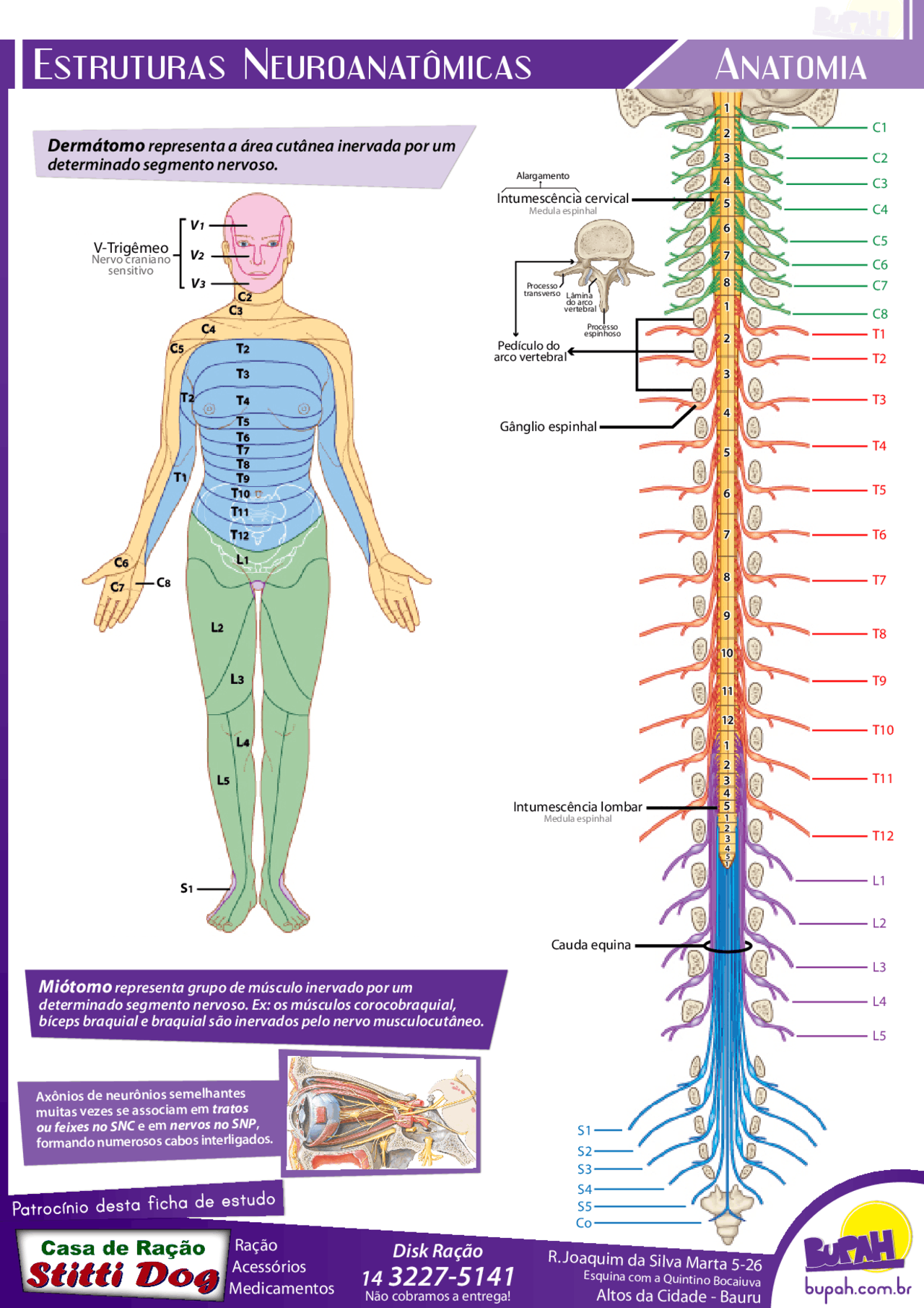 Neuroanatomia dermatomo miotomo snp C1-Co - Nesta ficha de estudo você ...