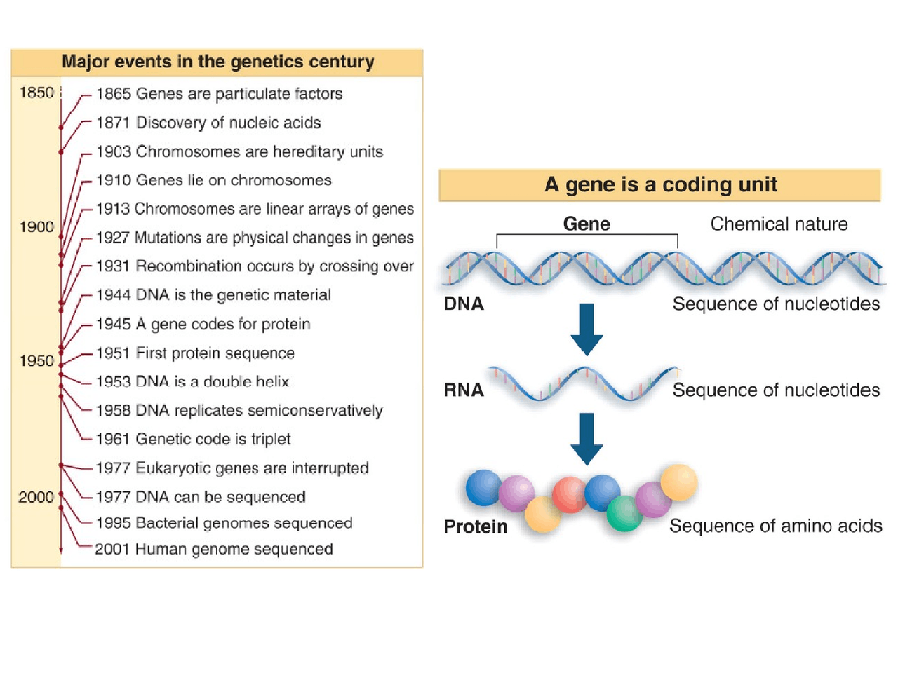Advance MB chapters 1-6 - Advanced Molecular Biology - GENES XI Resumo ...