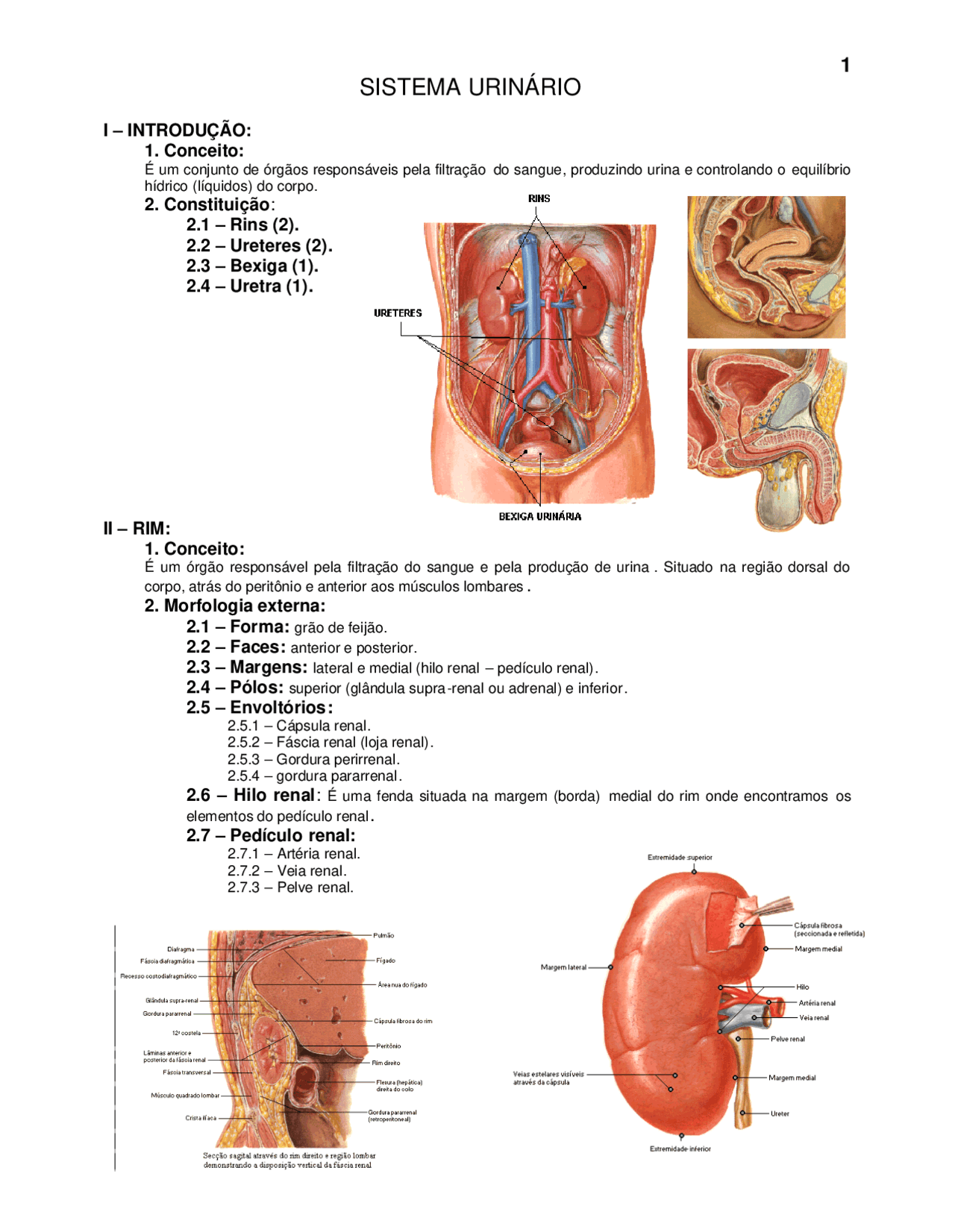 12 Sistema Urinario Sistema Urinário Docsity
