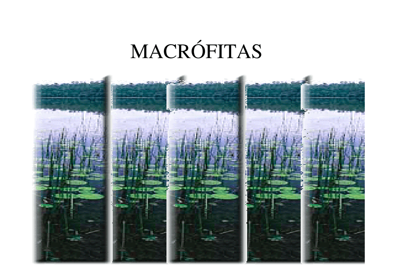 Plantas Aquáticas - Macrófitas - Slide sobre micrófitas aquáticas ...