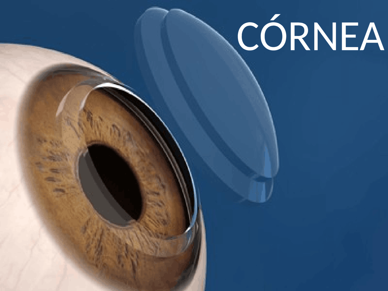 Córnea - anatomia ocular - Docsity