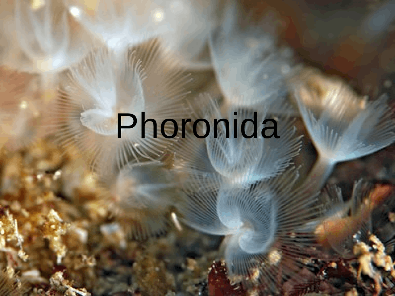 Phoronida - phoronida - phoronida - Docsity