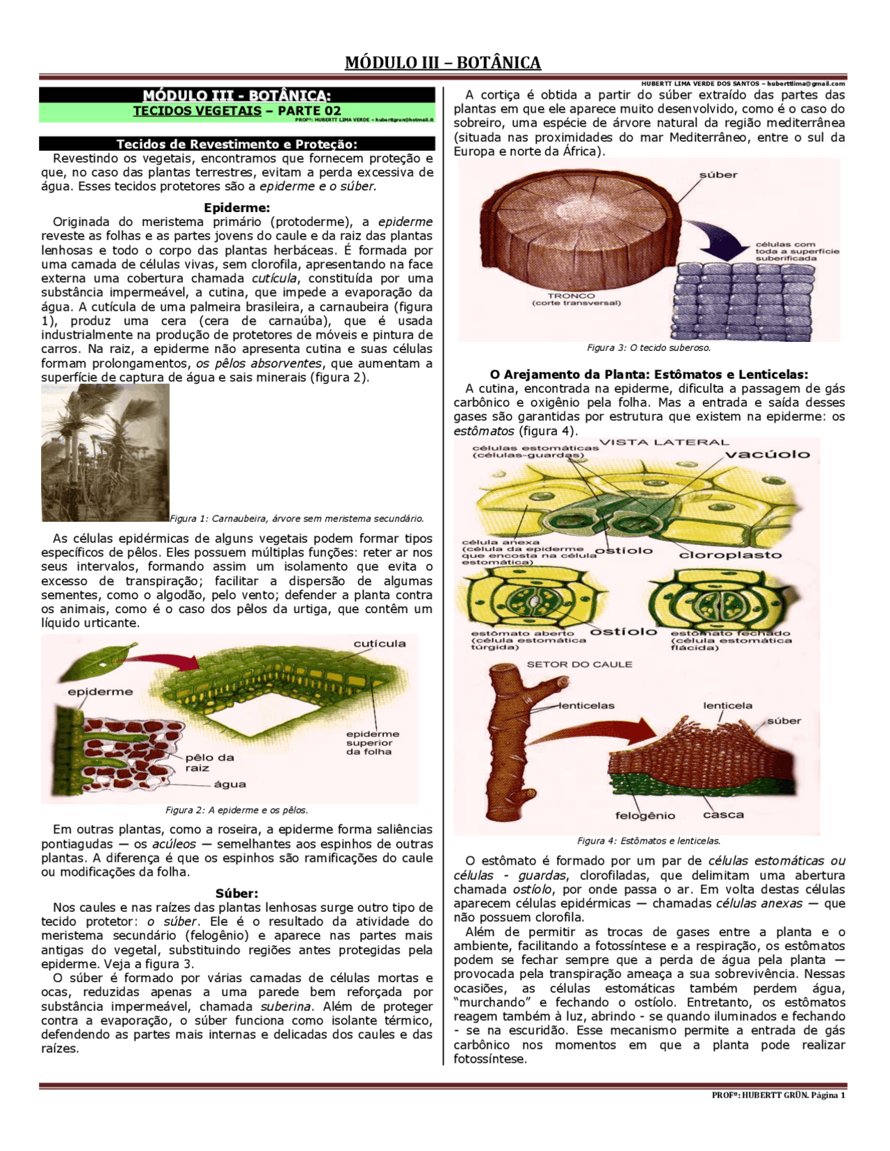 Modulo III - aula 31 - tecidos vegetais - parte 02 - AULA 31 - TECIDOS ...
