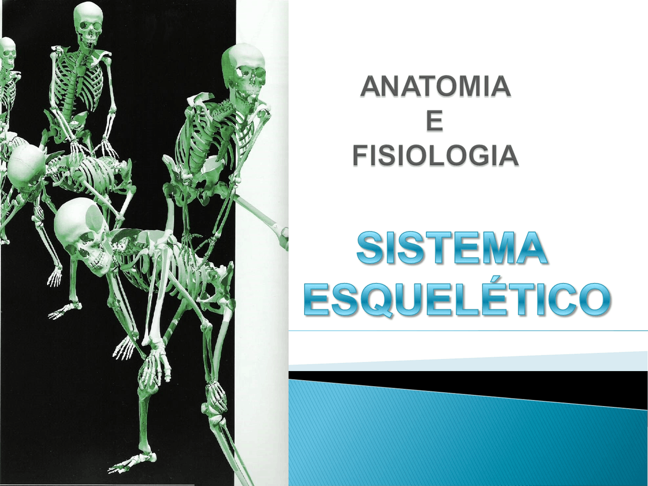 Sistema Esqueletico Anatomia Sistema Esquelético Docsity