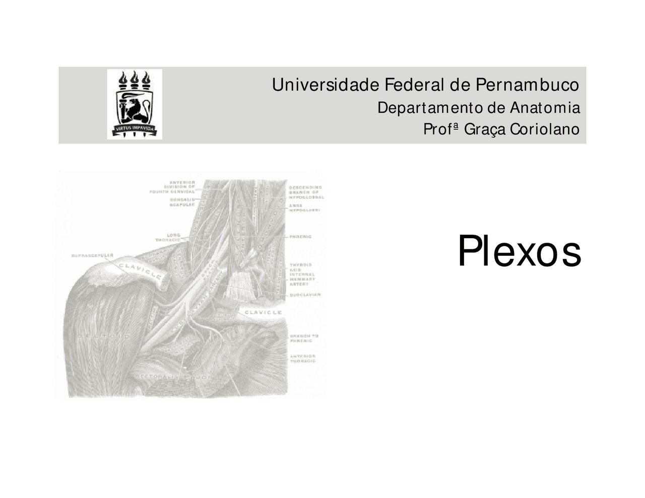 Elementos iniciais sobre os plexos - Plexo Braquial, cervical, lombar e sacral - Docsity