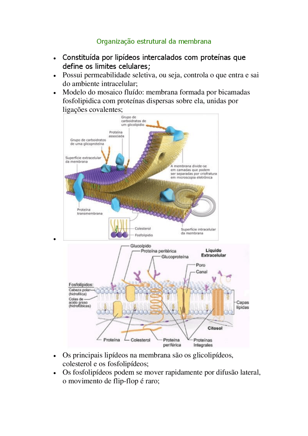 Resumo Membrana Plasmática Resumo Membrana Plasmática Docsity