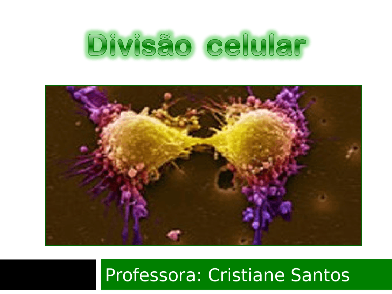 Divisão Celular 2011 Biologia Biologia Docsity