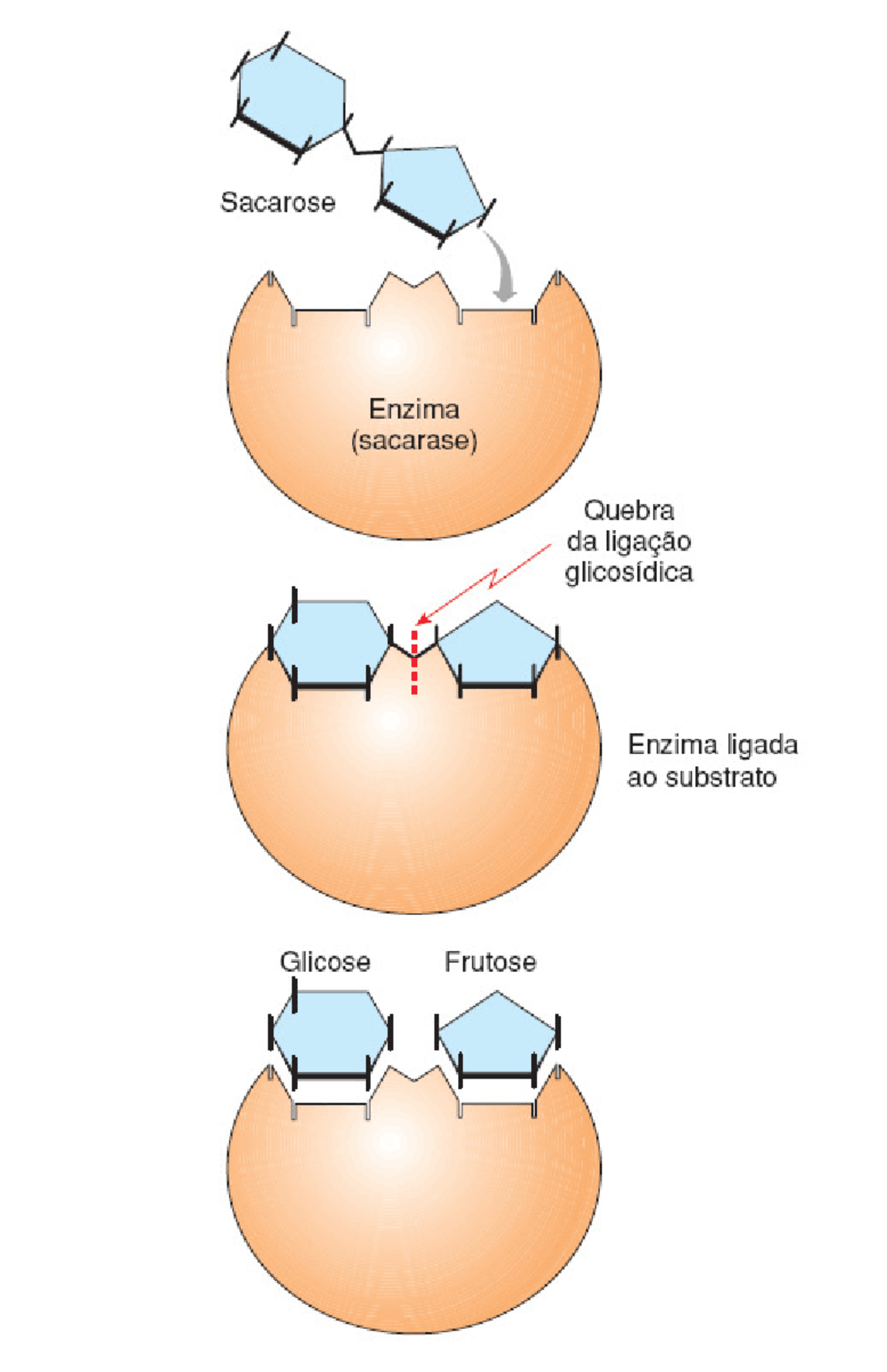 Figura - Enzima - Enzima ligada ao substrato - Docsity