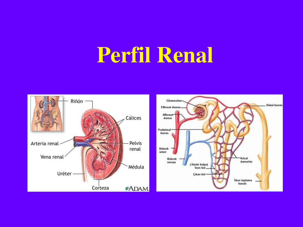 Perfil Renal - INTERPRETAÇÃO DE EXAME LABORATORIAL DO PERFIL RENAL ...