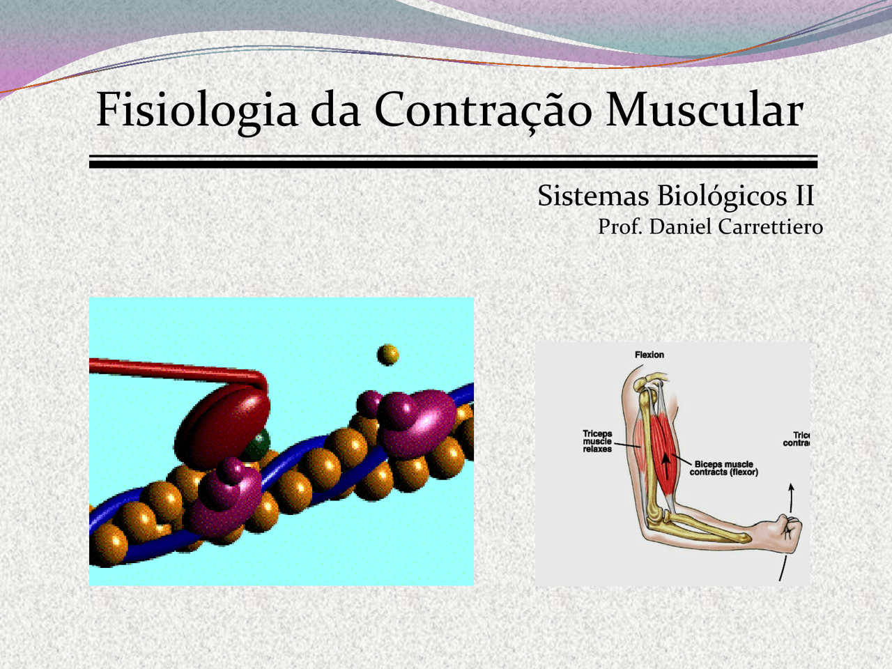 A - Músculo liso e esquelético, fisiologia da contração muscular - A ...