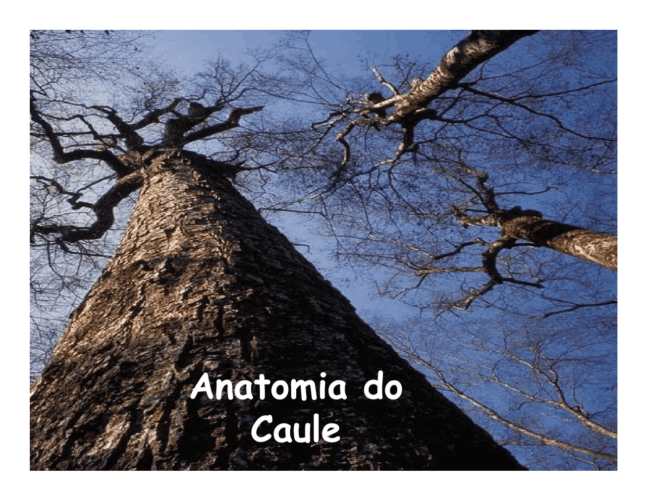 Anatomia do Caule - Descrição dos tipos de caules e suas estruturas ...