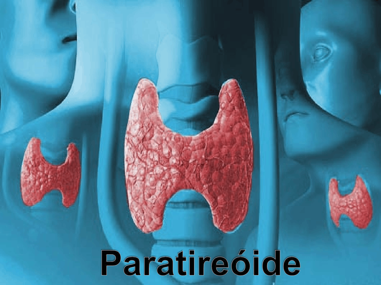Seminário - Paratireóide - Sistema Endócrino - Docsity