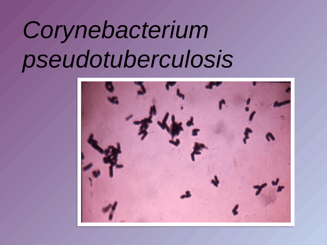 Corynebacterium Pseudotuberculosis