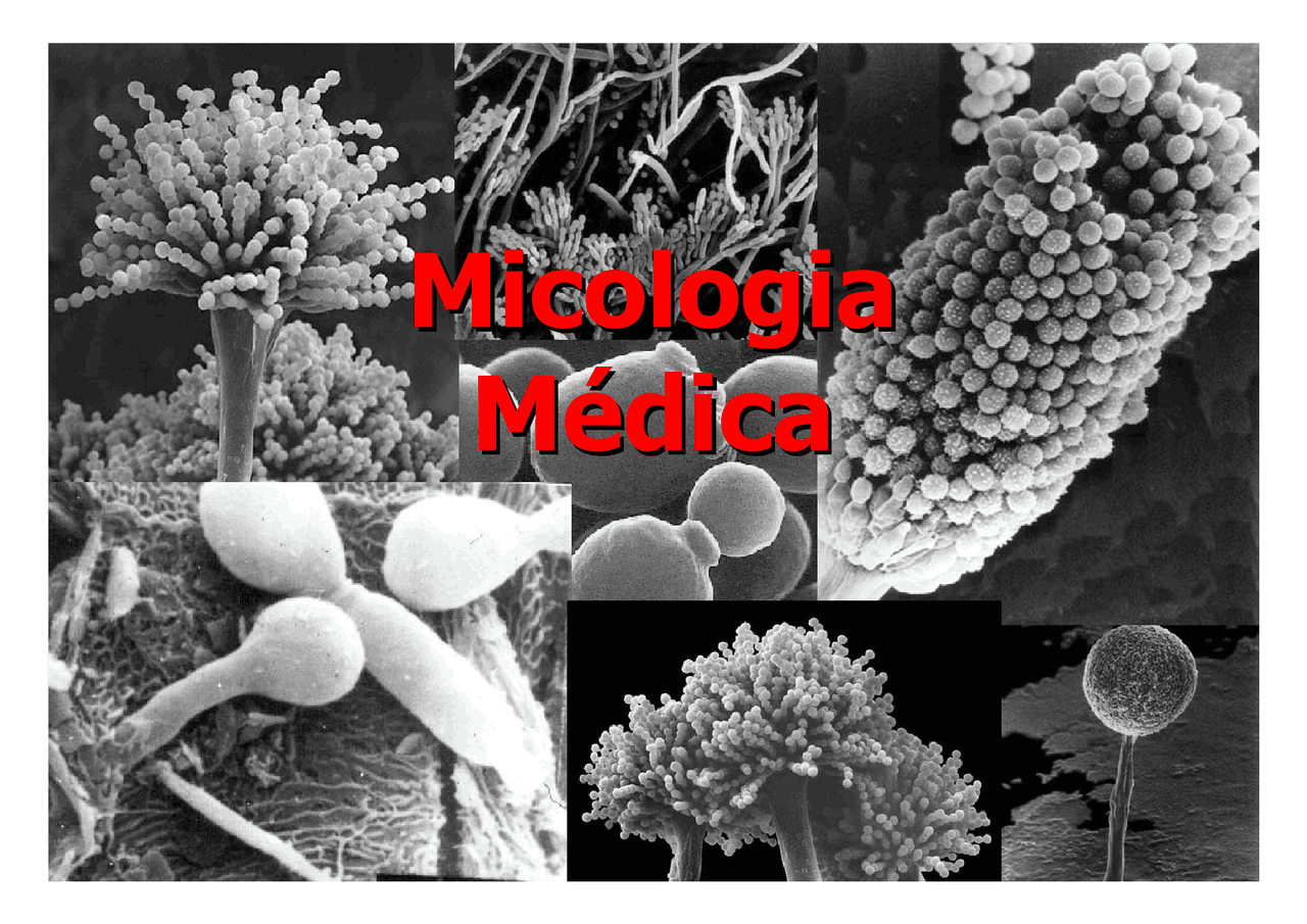 Micoses Superficiais e Cutâneas - Micoses Superficiais e Cutâneas - Docsity