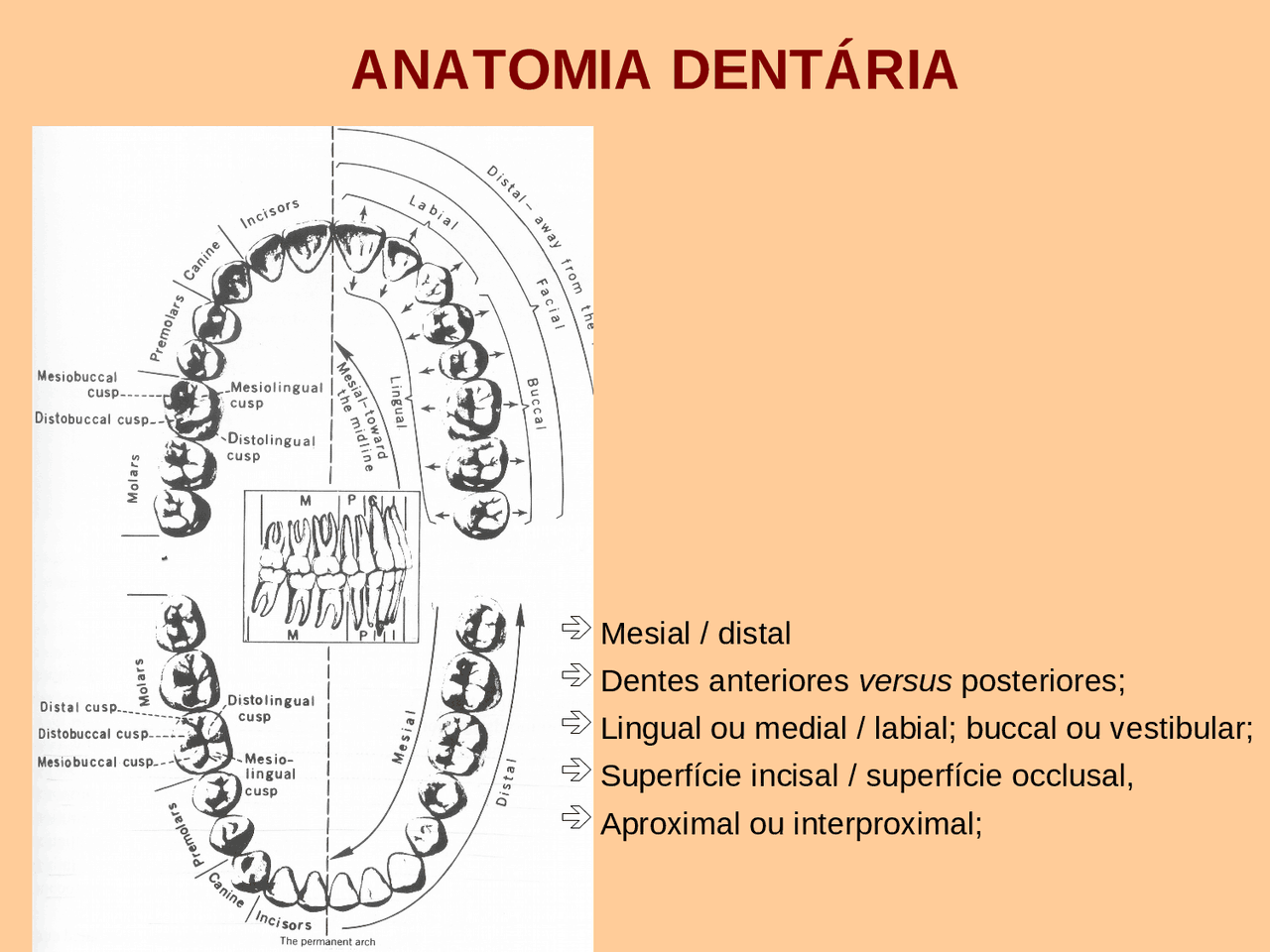 Anatomia dentária - anatomia dentaria - Docsity