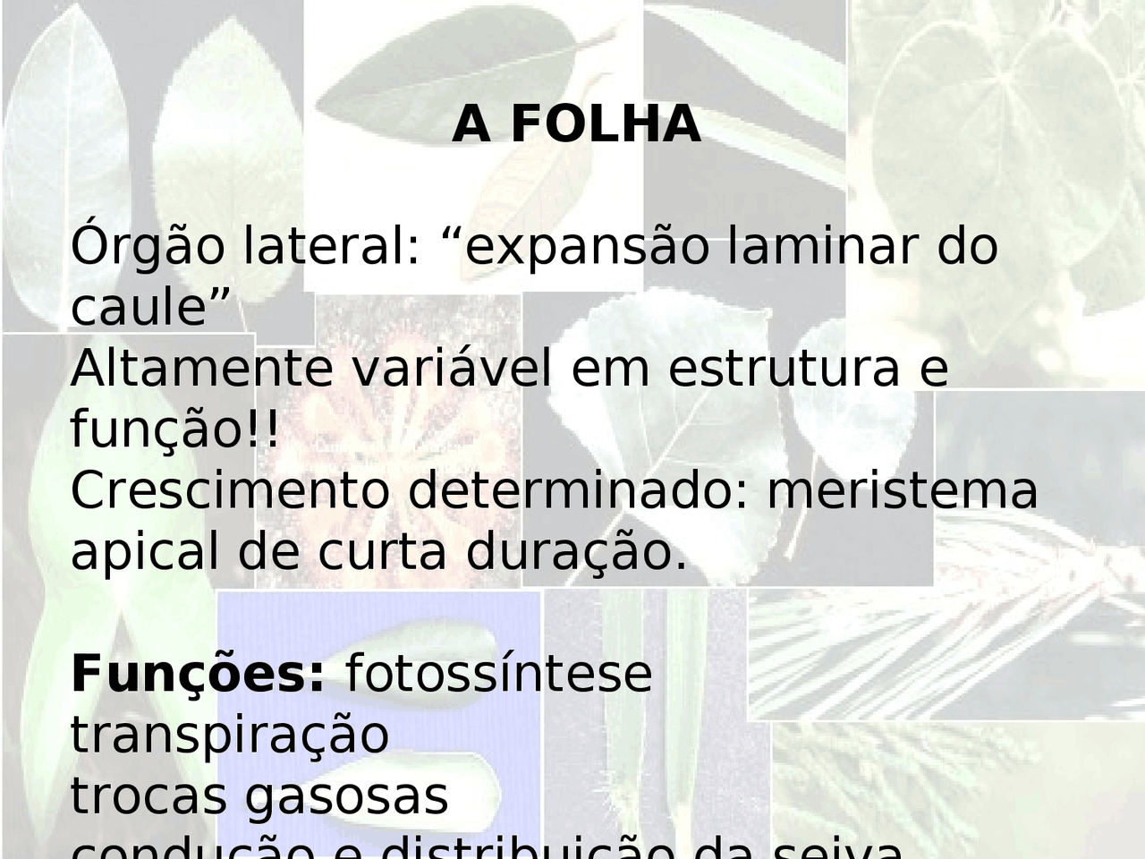 Anatomia da folha - Morfologia de plantas - Docsity