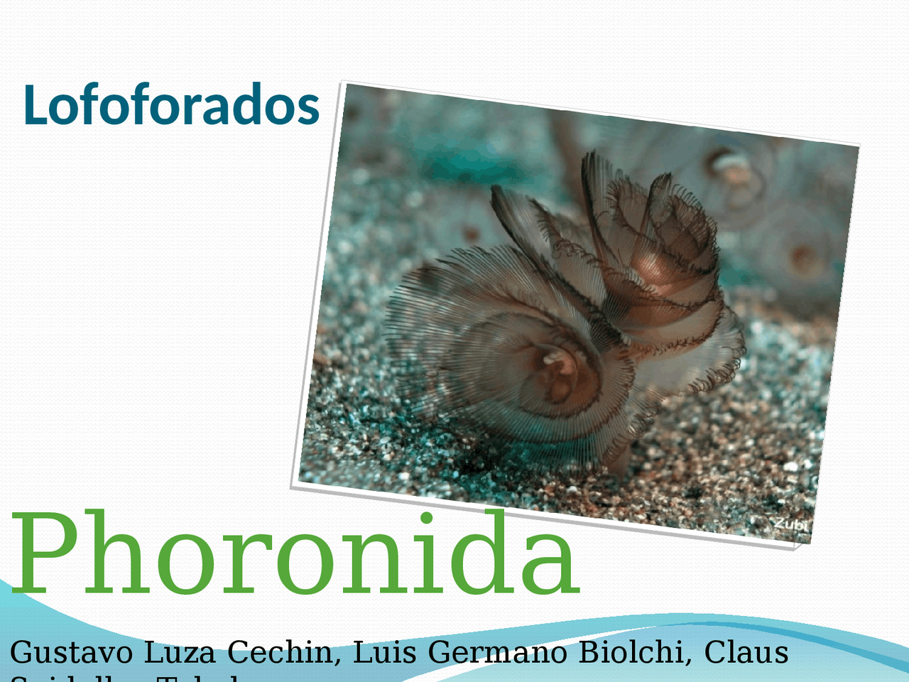 Phoronida - Trabalho de Zoologia - Docsity