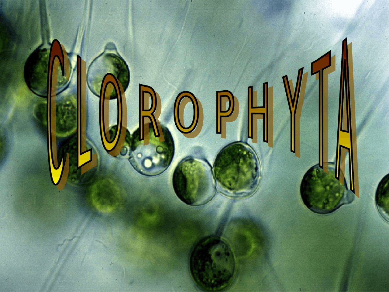 Clorophyta - estudo basico sobre clorophyta - Docsity