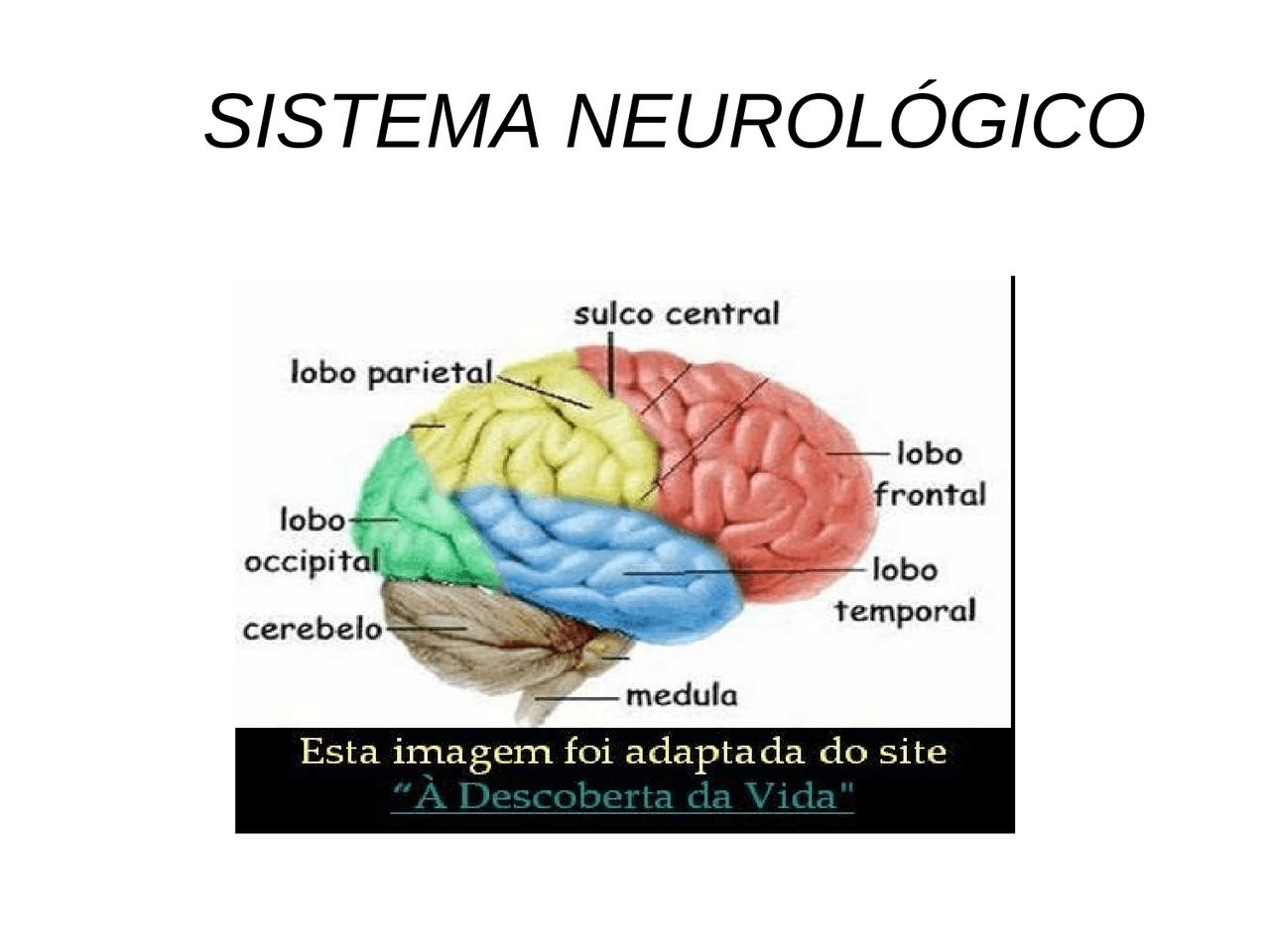 Sistema neurológico cefaléia - Sistema neurológico cefaléia - Docsity