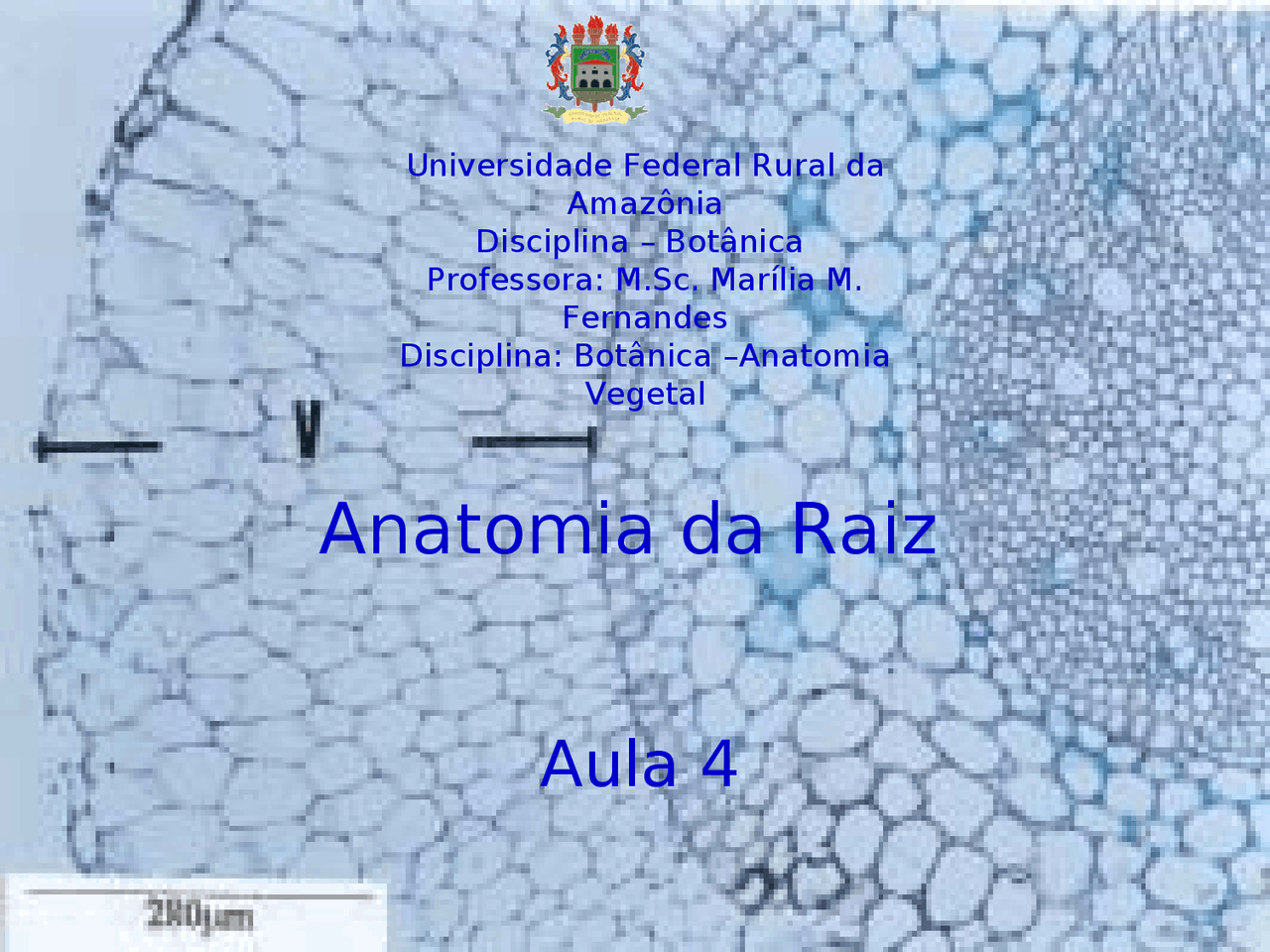 Anatomia Vegetal - Raiz - Slide de Anatomia Vegetal - Raiz - Docsity