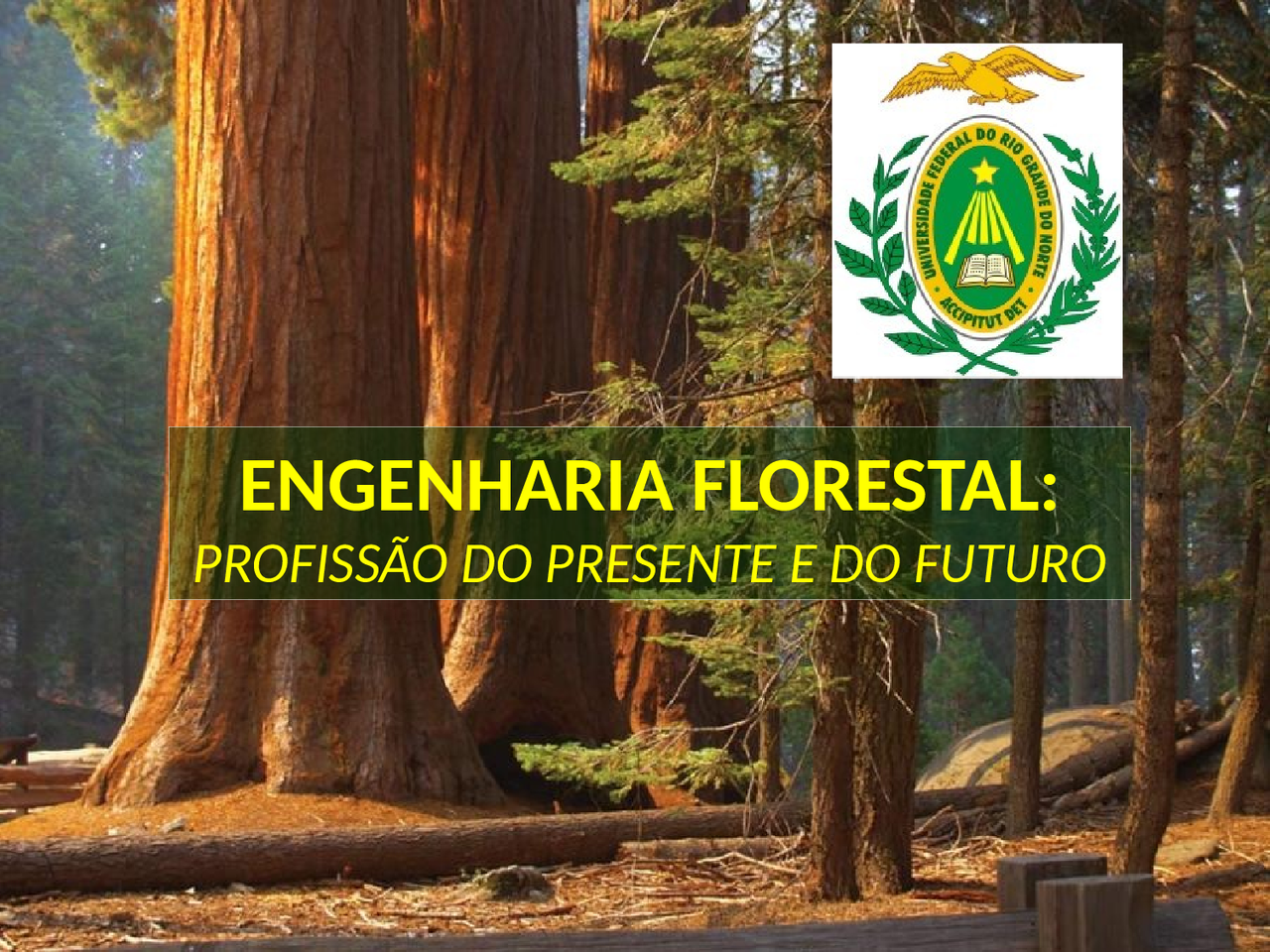 Apresentação Engenharia Florestal Apresentação Engenharia Florestal